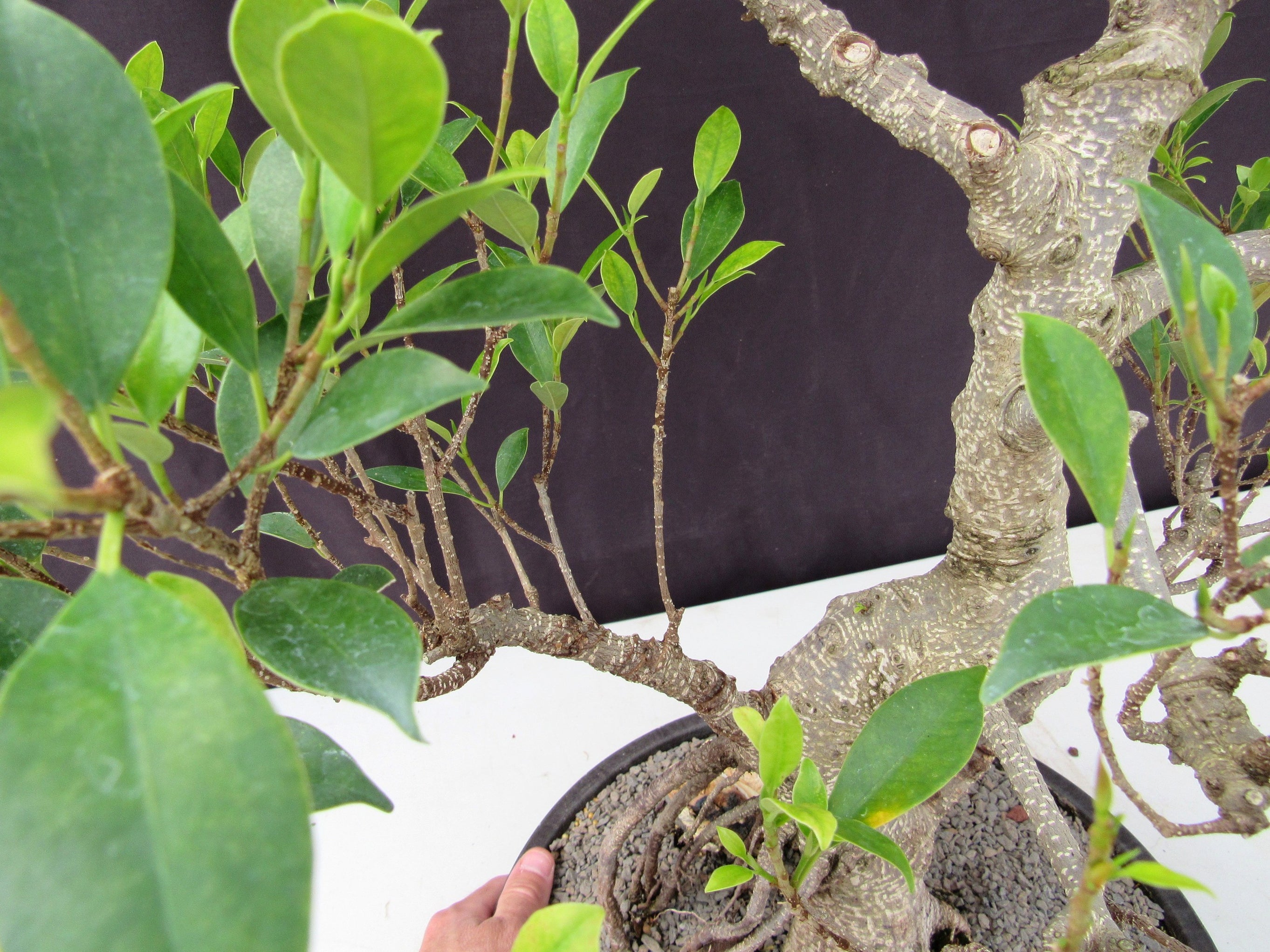 53 Year Ficus Retusa Specimen Curved Trunk Bonsai Tree