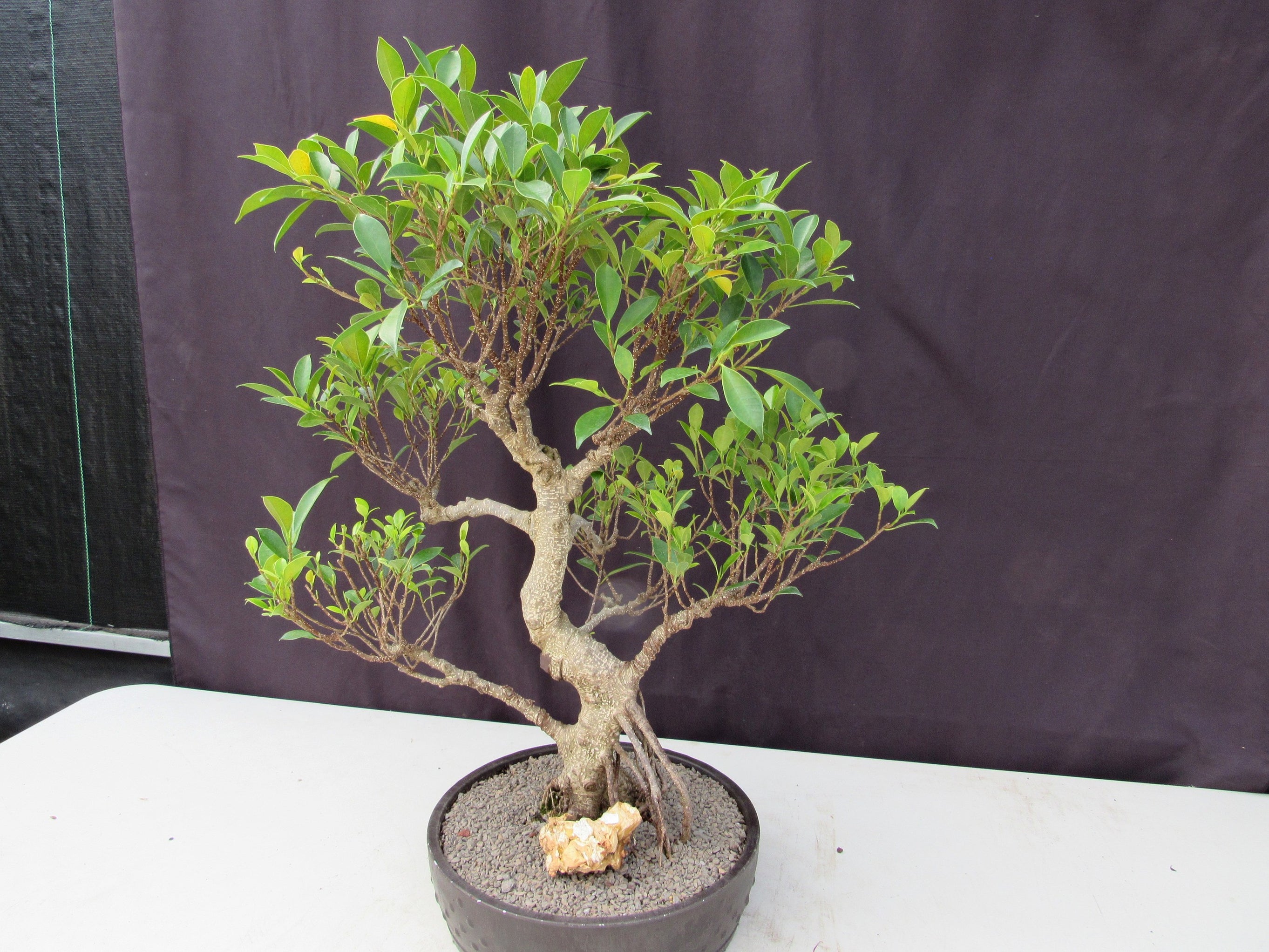 53 Year Ficus Retusa Specimen Curved Trunk Bonsai Tree