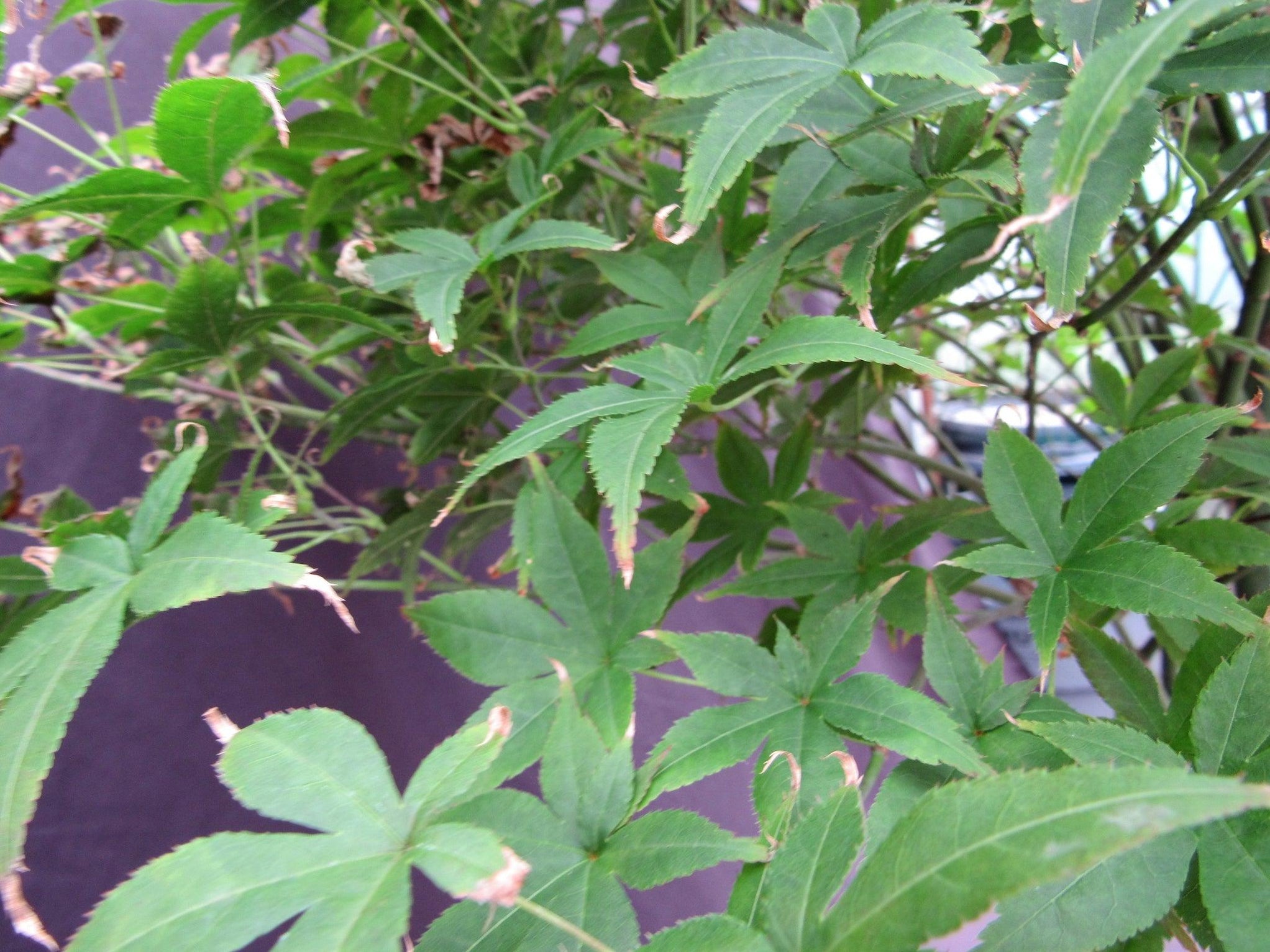 62 Year Old Rhode Island Red Japanese Maple Bonsai Tree