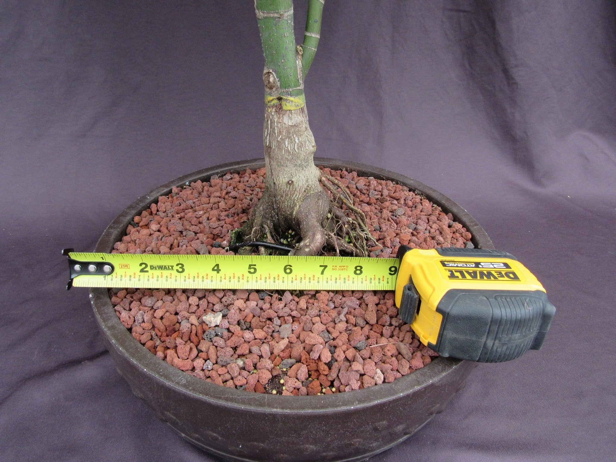 62 Year Old Rhode Island Red Japanese Maple Bonsai Tree