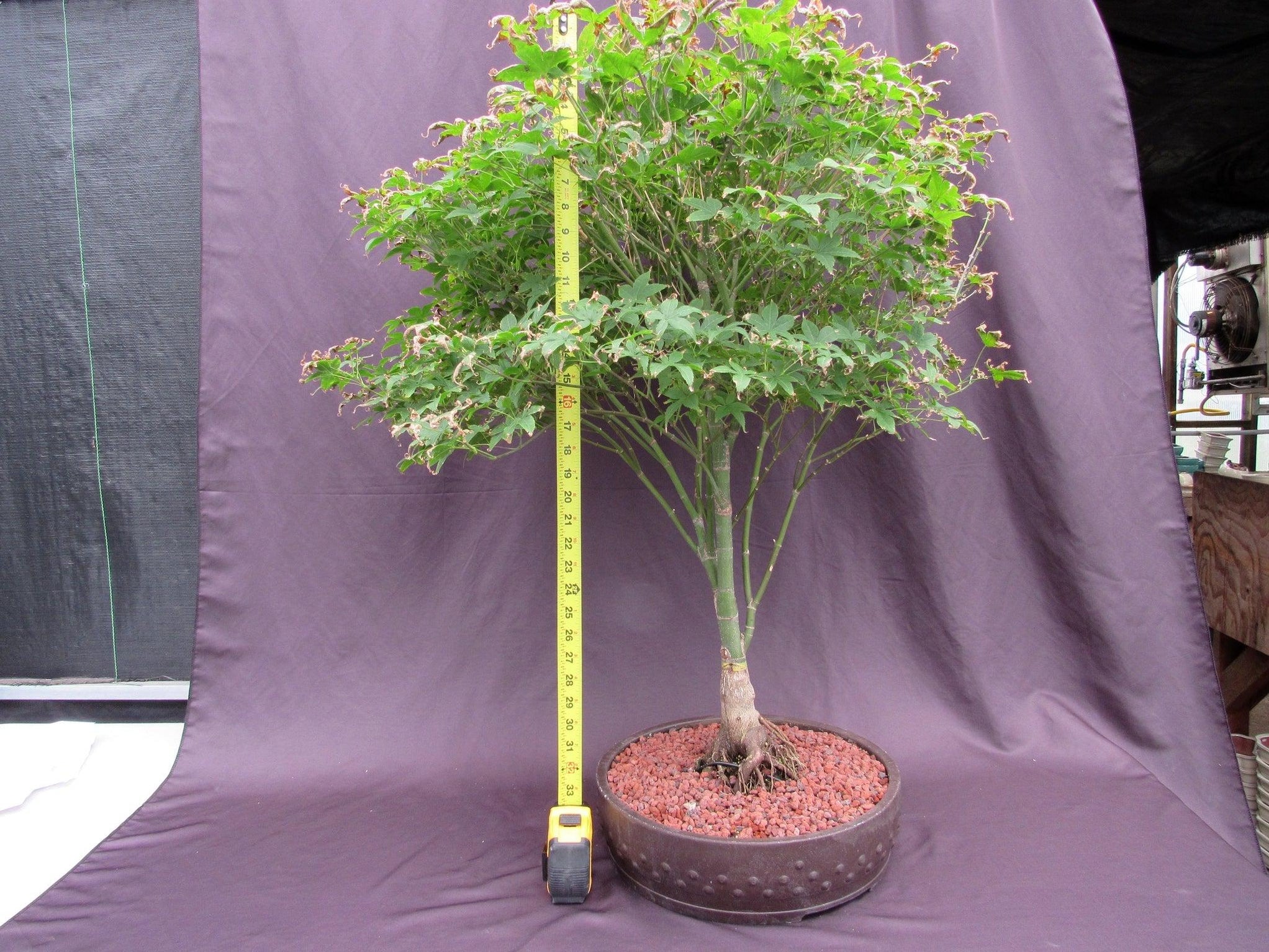 62 Year Old Rhode Island Red Japanese Maple Bonsai Tree