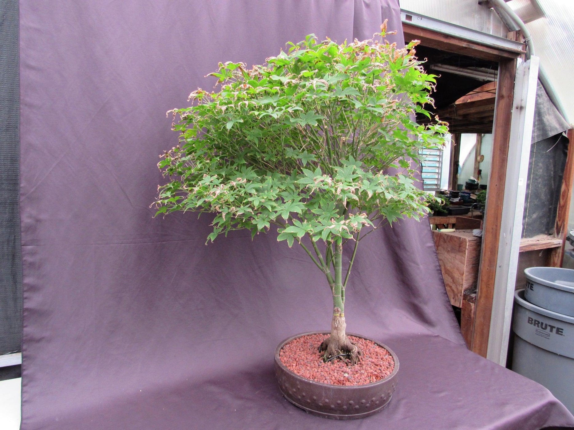 62 Year Old Rhode Island Red Japanese Maple Bonsai Tree