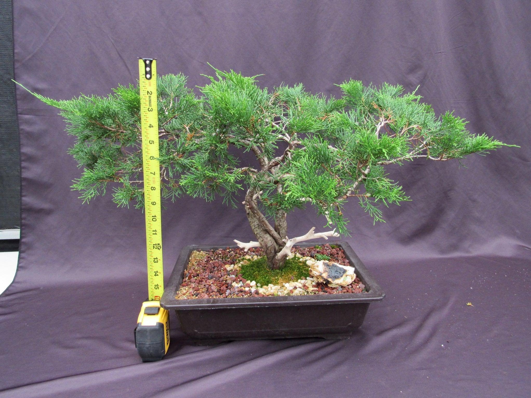66 Year Old Savin Juniper Specimen Bonsai Tree