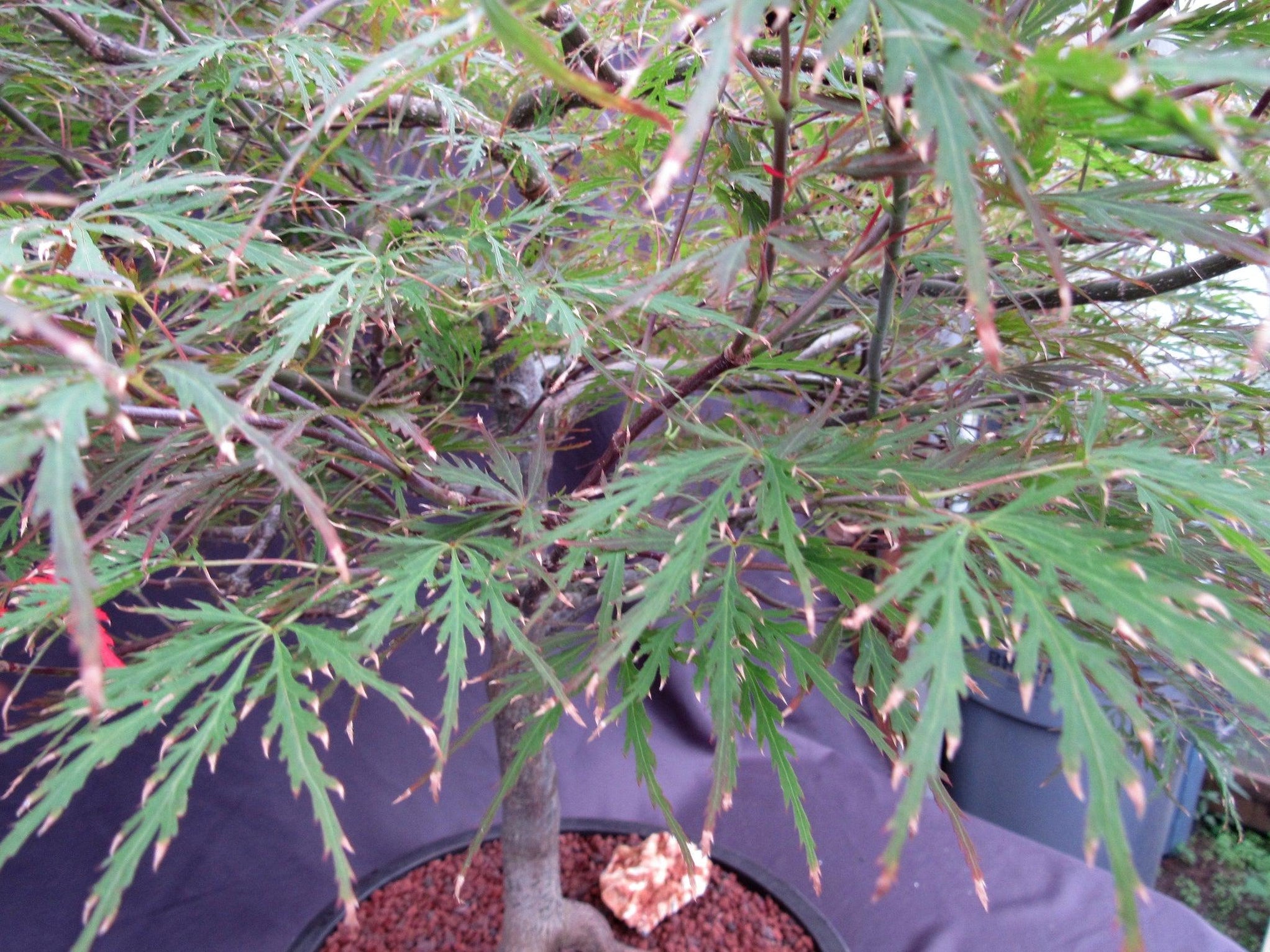 67 Year Old Red Dragon Japanese Maple Specimen Bonsai Tree