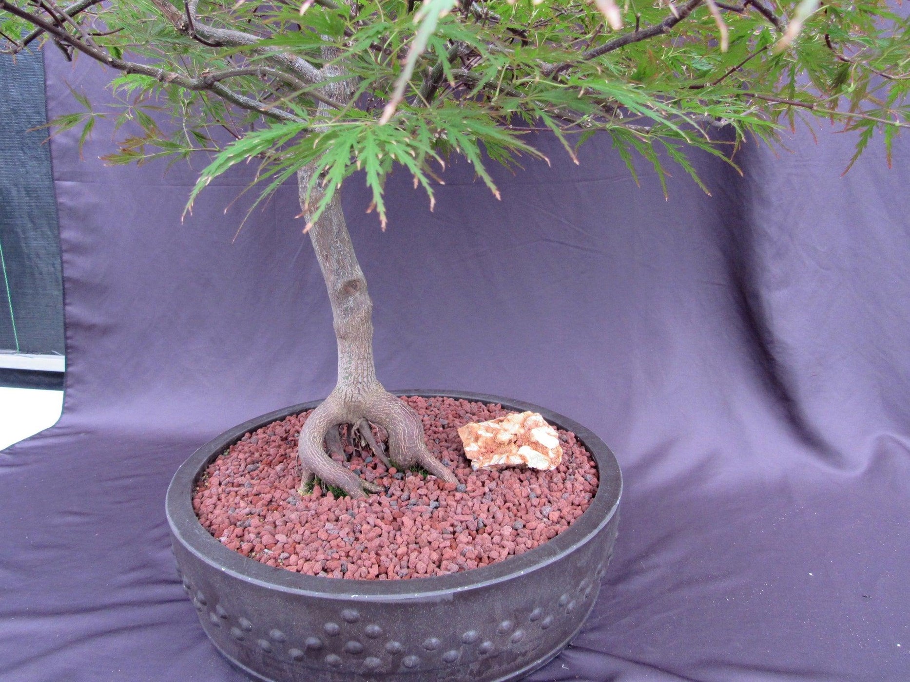 67 Year Old Red Dragon Japanese Maple Specimen Bonsai Tree