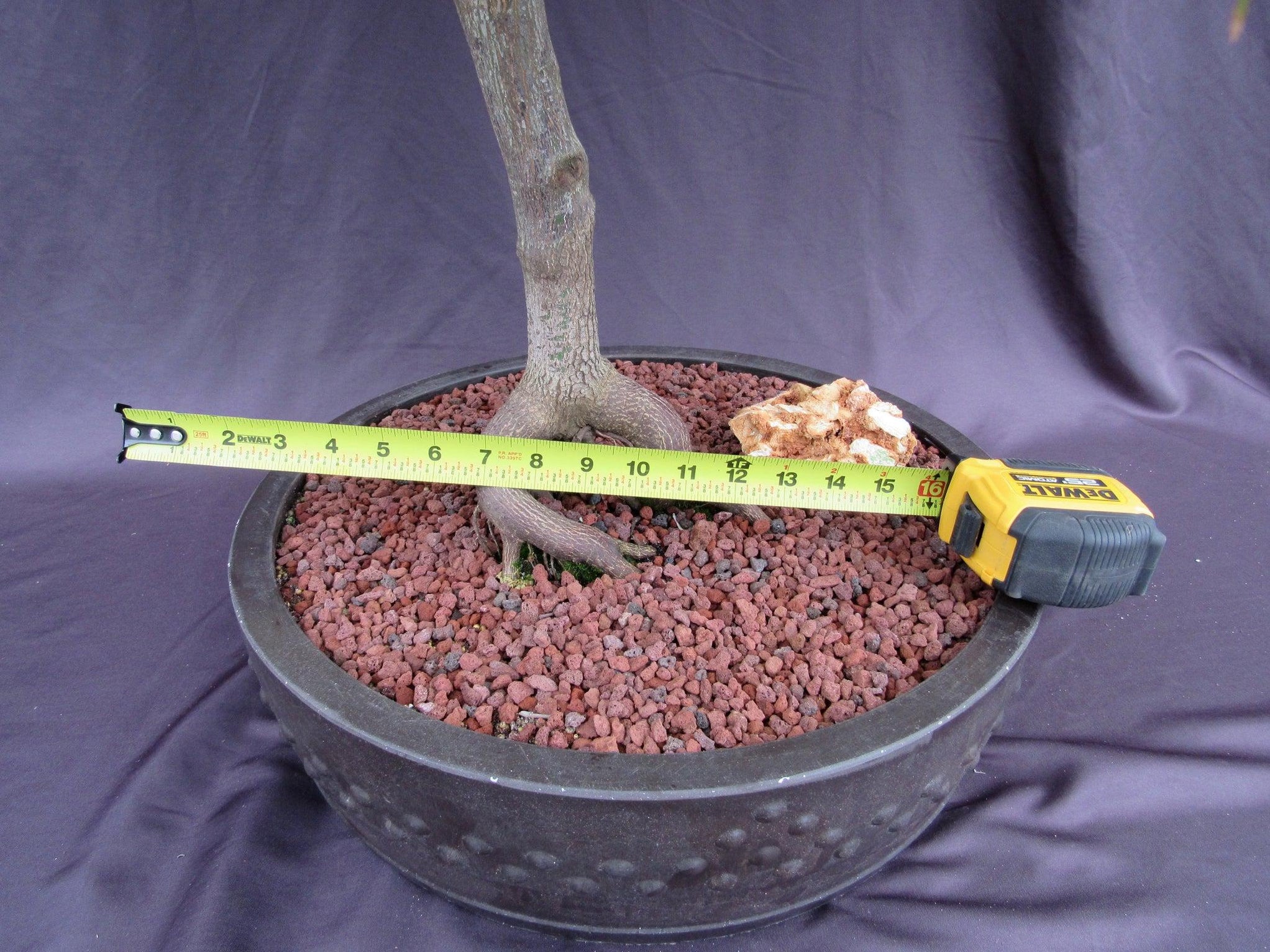 67 Year Old Red Dragon Japanese Maple Specimen Bonsai Tree