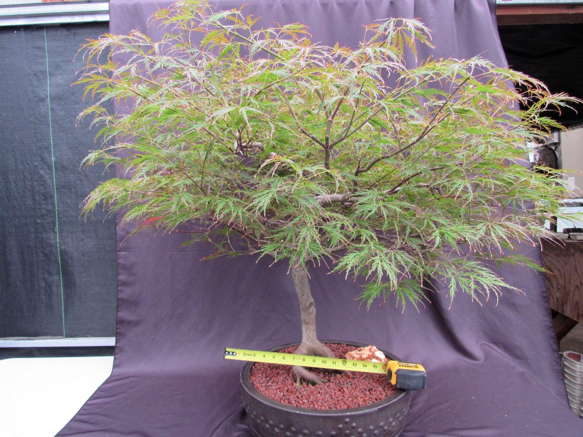 67 Year Old Red Dragon Japanese Maple Specimen Bonsai Tree