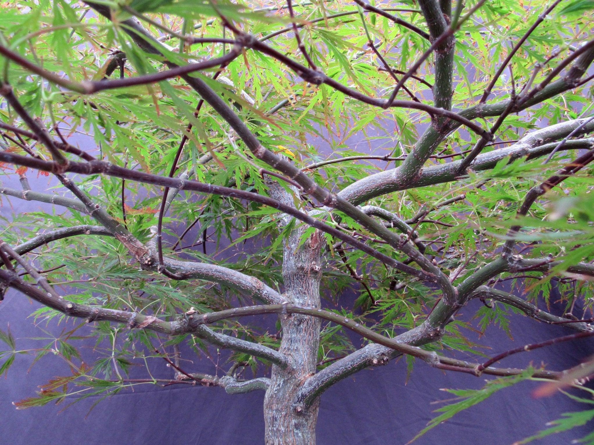 67 Year Old Red Dragon Japanese Maple Specimen Bonsai Tree