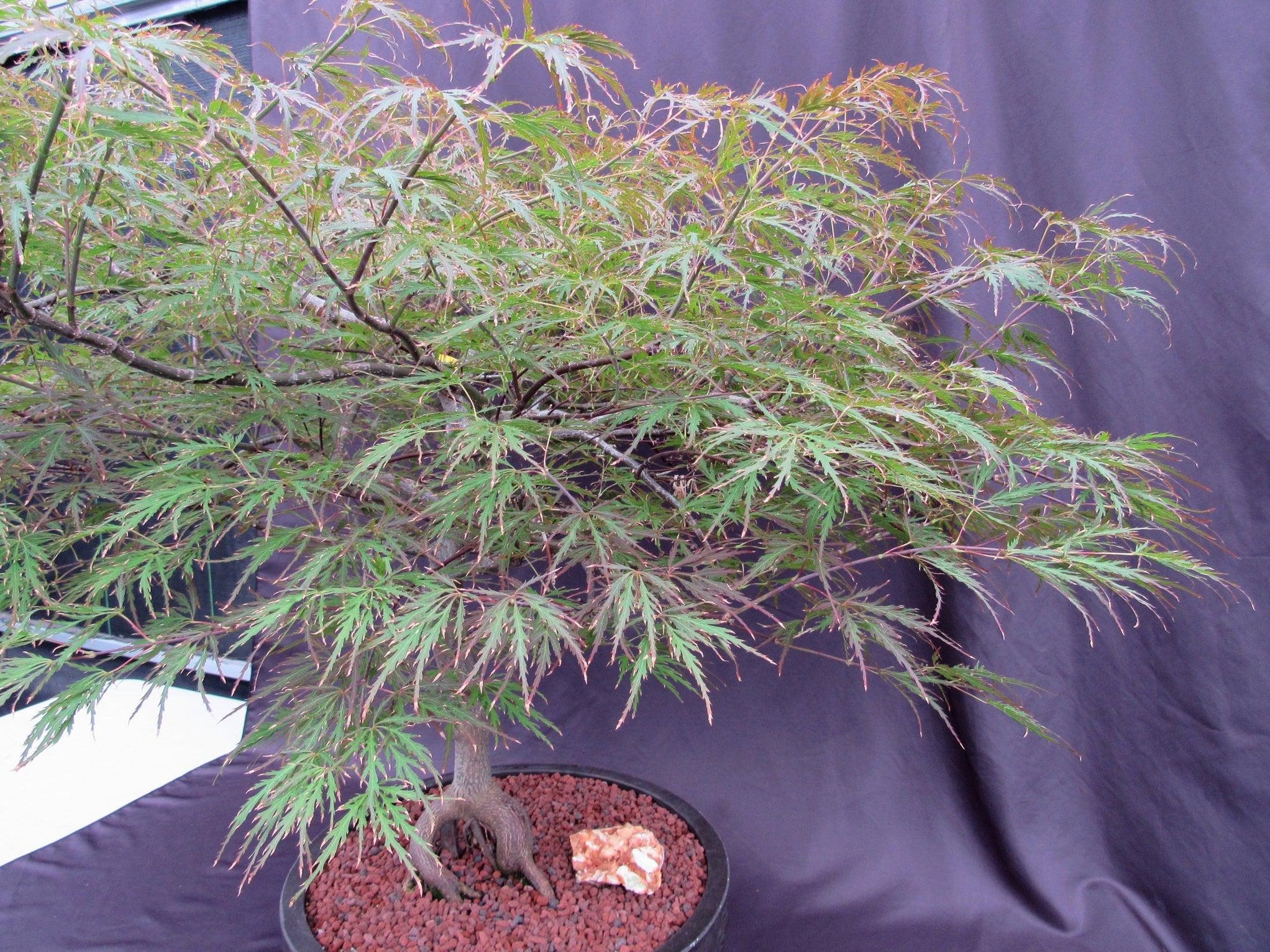 67 Year Old Red Dragon Japanese Maple Specimen Bonsai Tree