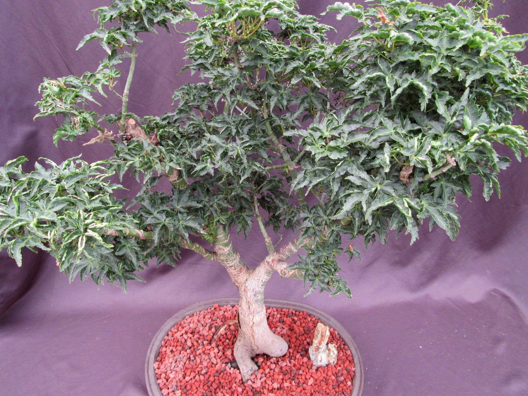 74 Year Old Shishigashira Japanese Maple Specimen Bonsai Tree