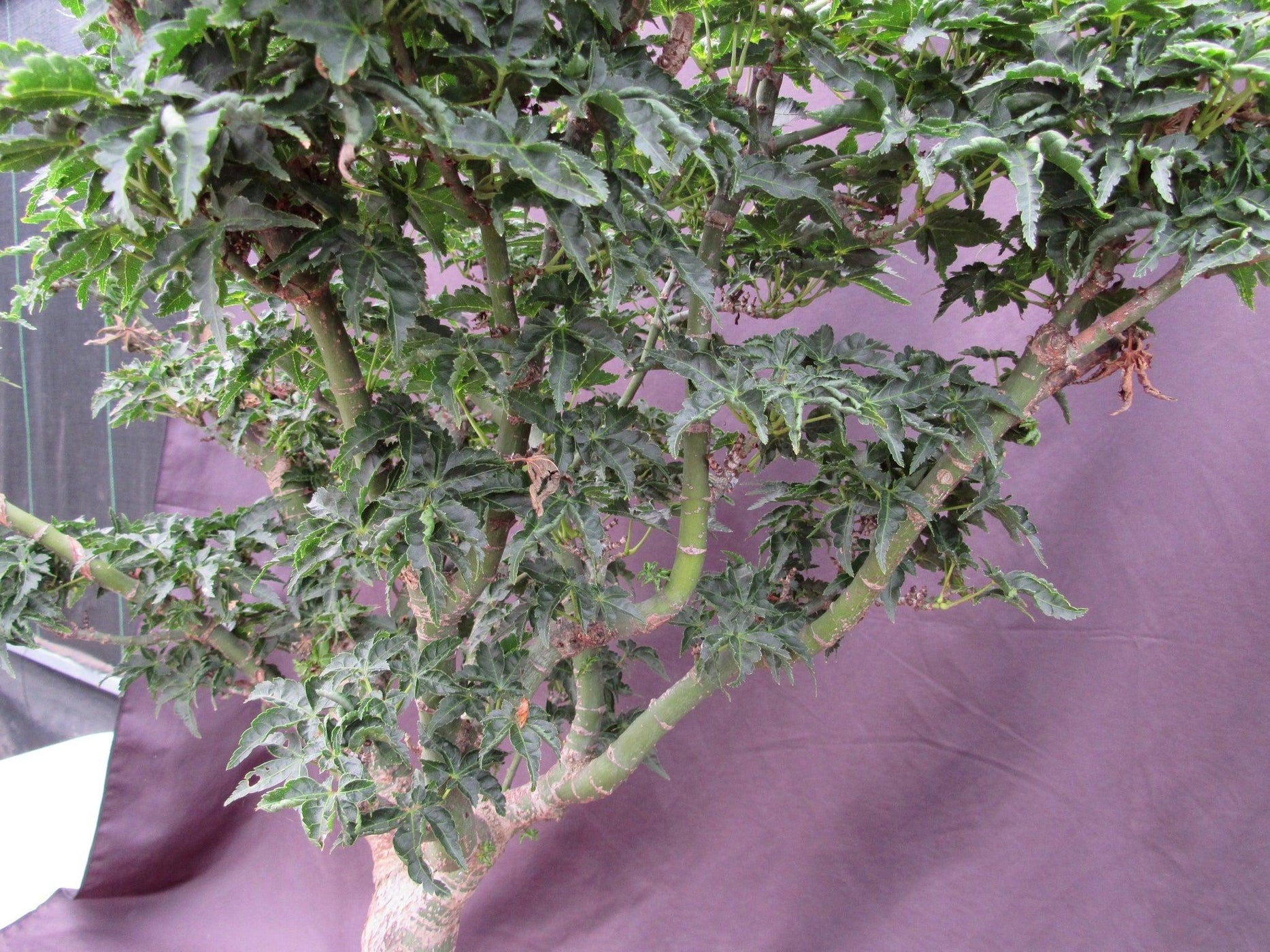 74 Year Old Shishigashira Japanese Maple Specimen Bonsai Tree