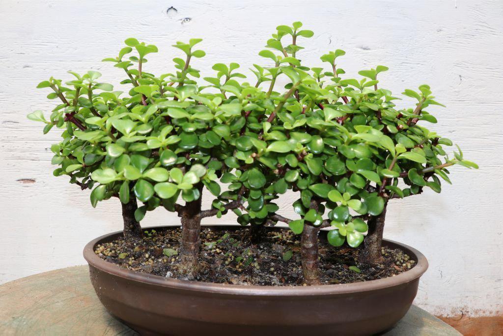 30 Year Old Baby Jade Cascade Specimen Bonsai Tree
