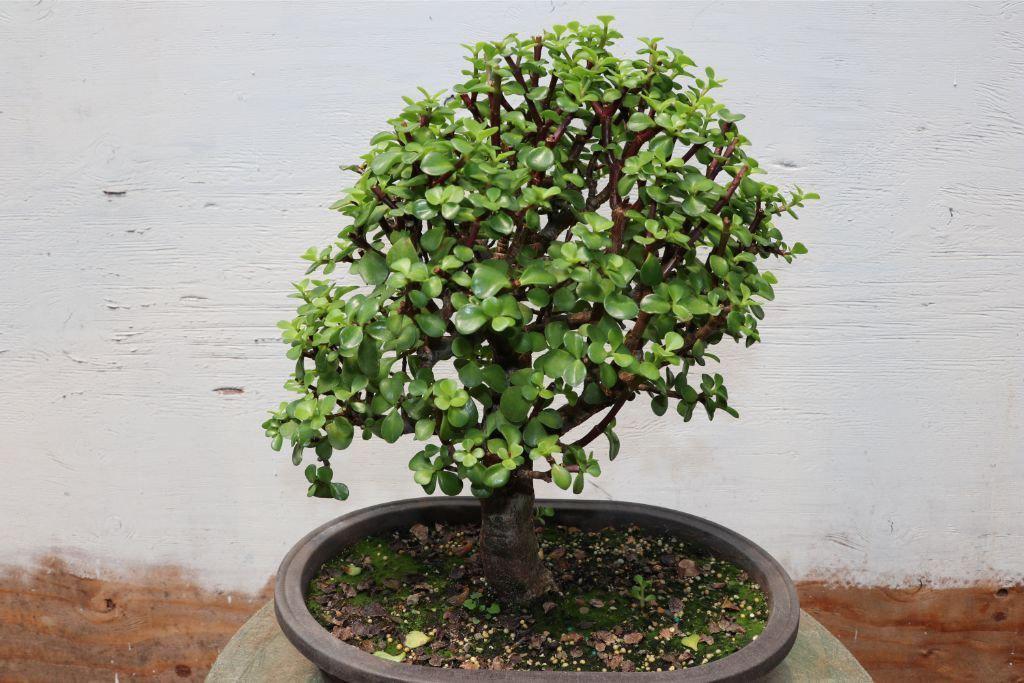 30 Year Old Baby Jade Cascade Specimen Bonsai Tree