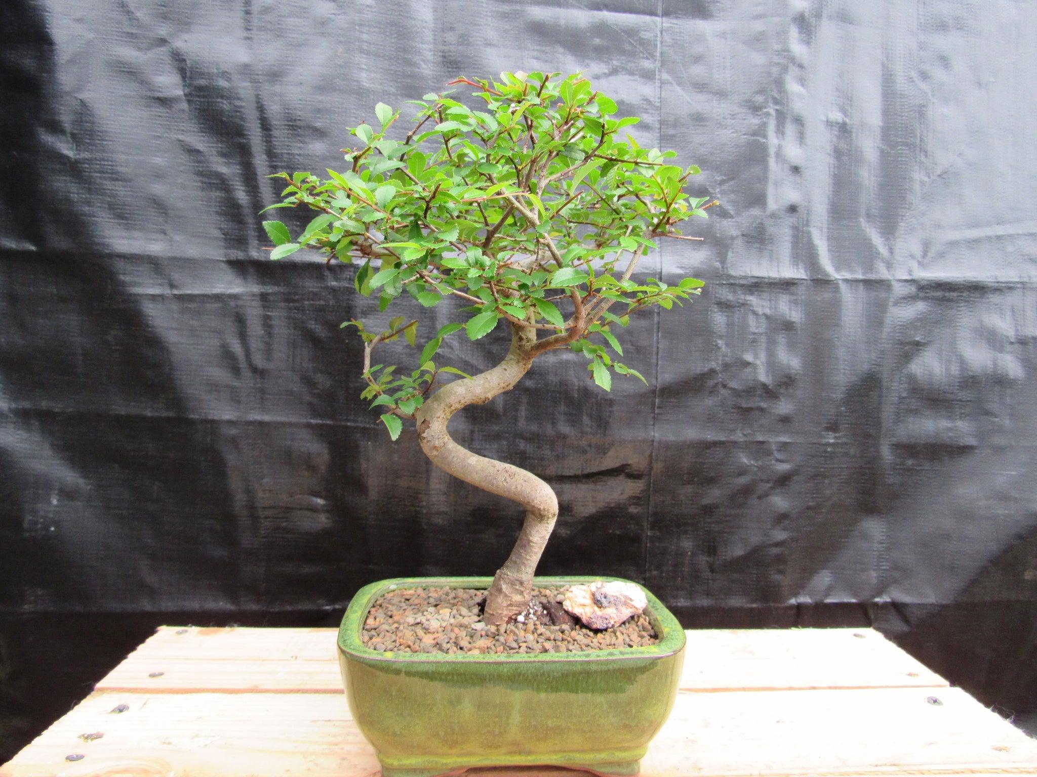 Bonsai Trees