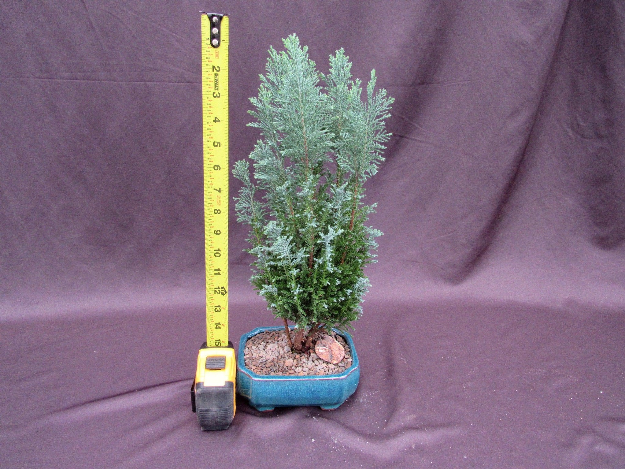 European Cypress Bonsai Tree