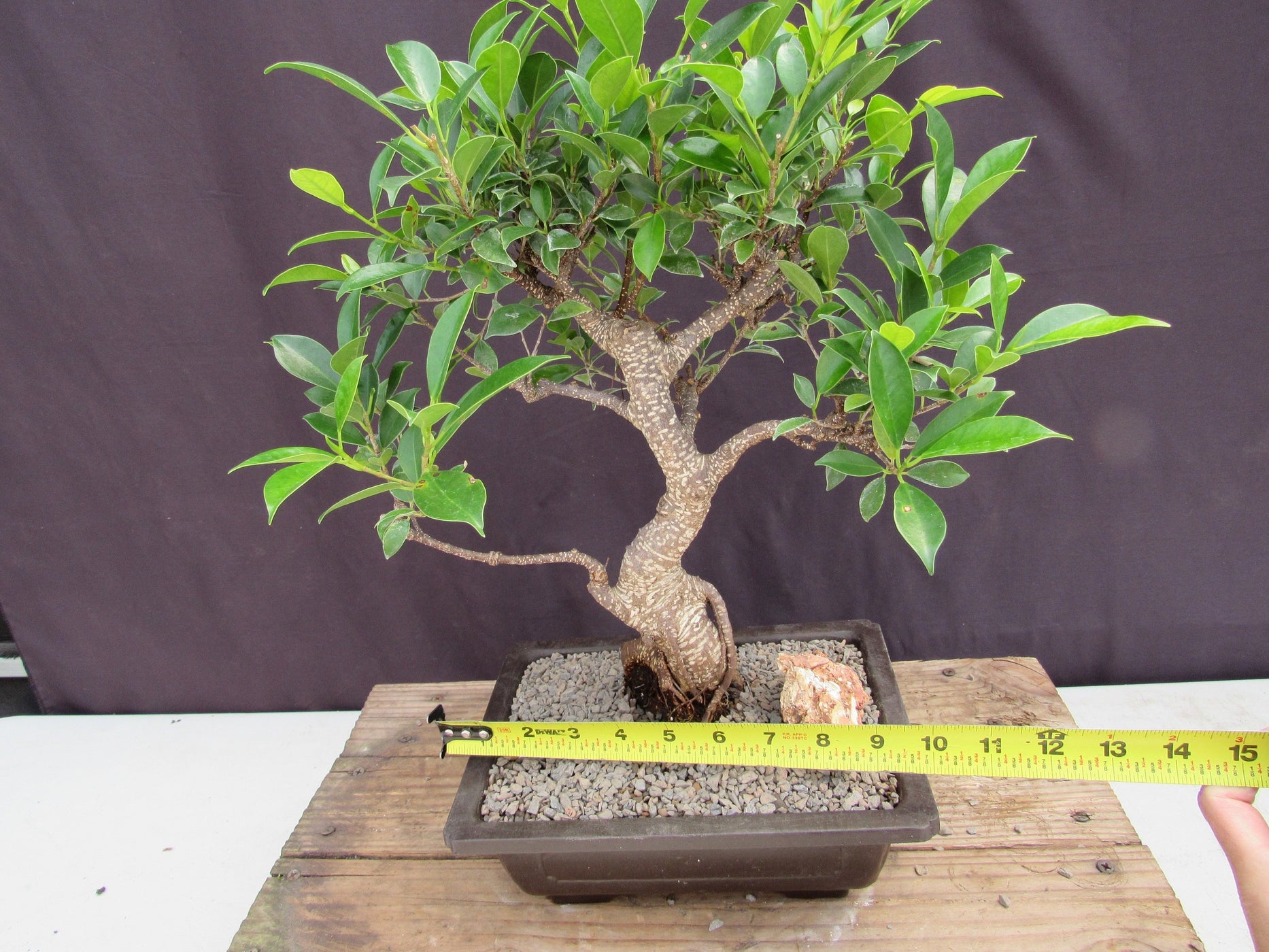 Extra Large Ficus Retusa Bonsai Tree - Curved Trunk Style