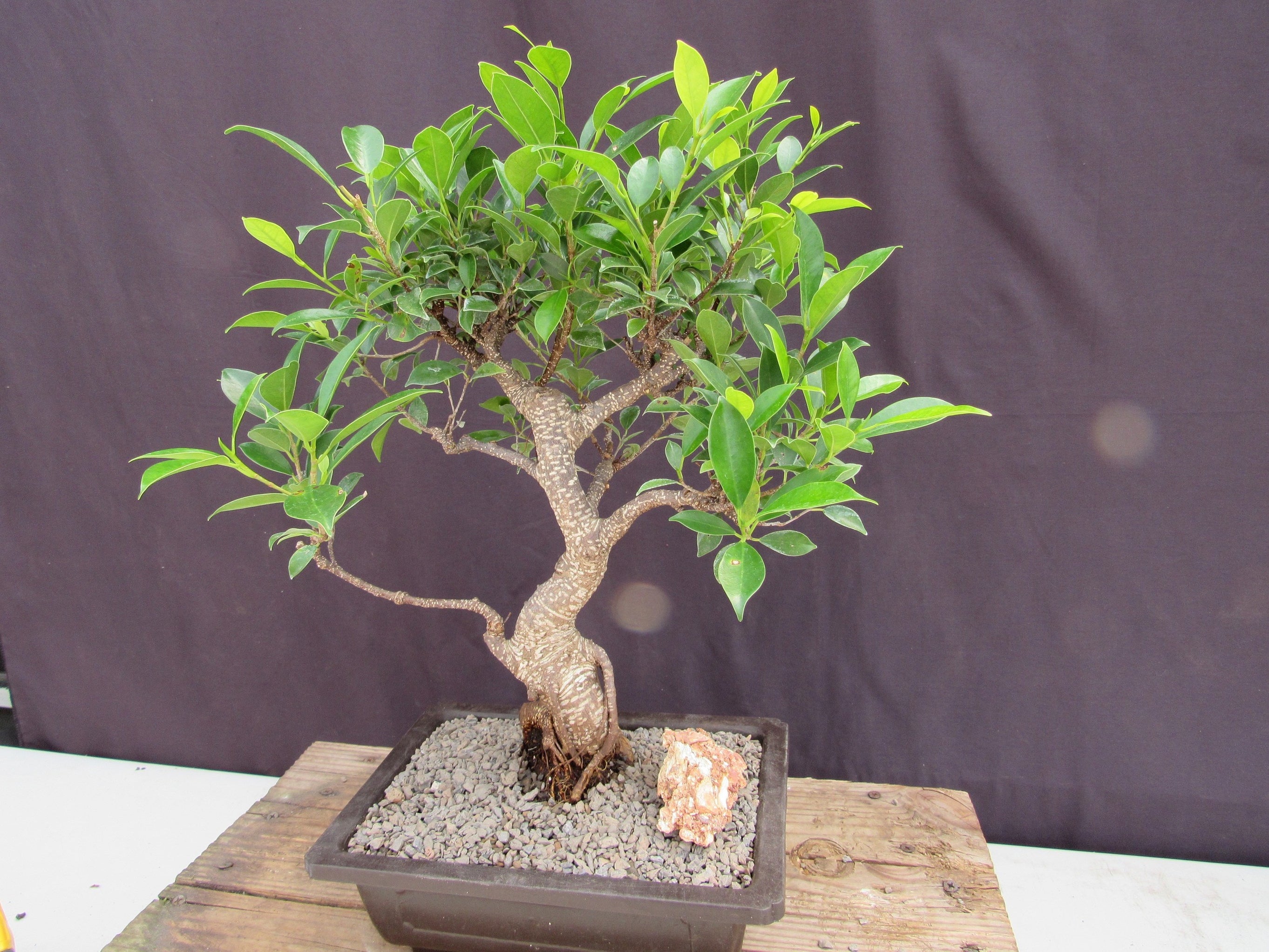 Extra Large Ficus Retusa Bonsai Tree - Curved Trunk Style