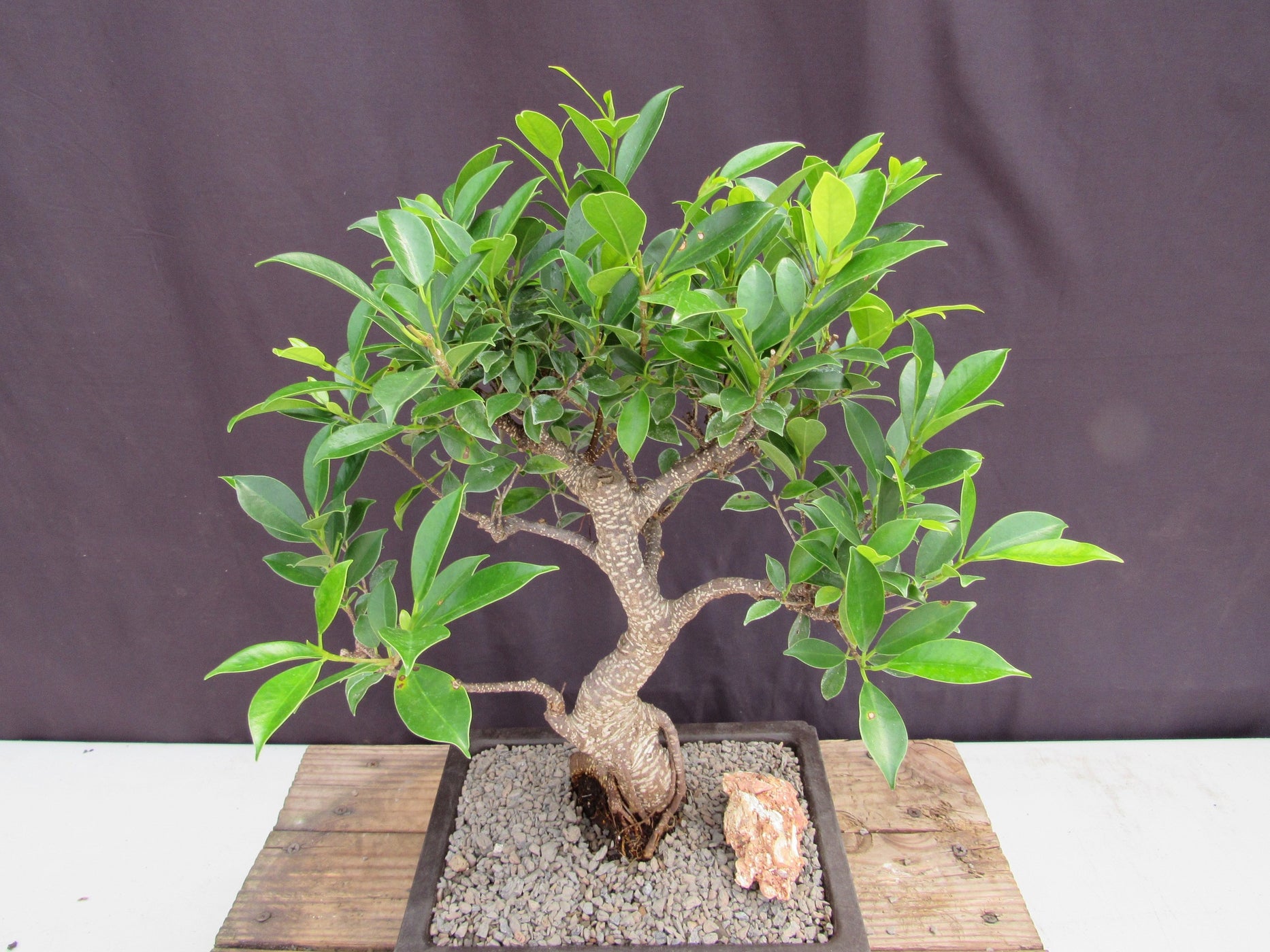 Extra Large Ficus Retusa Bonsai Tree - Curved Trunk Style