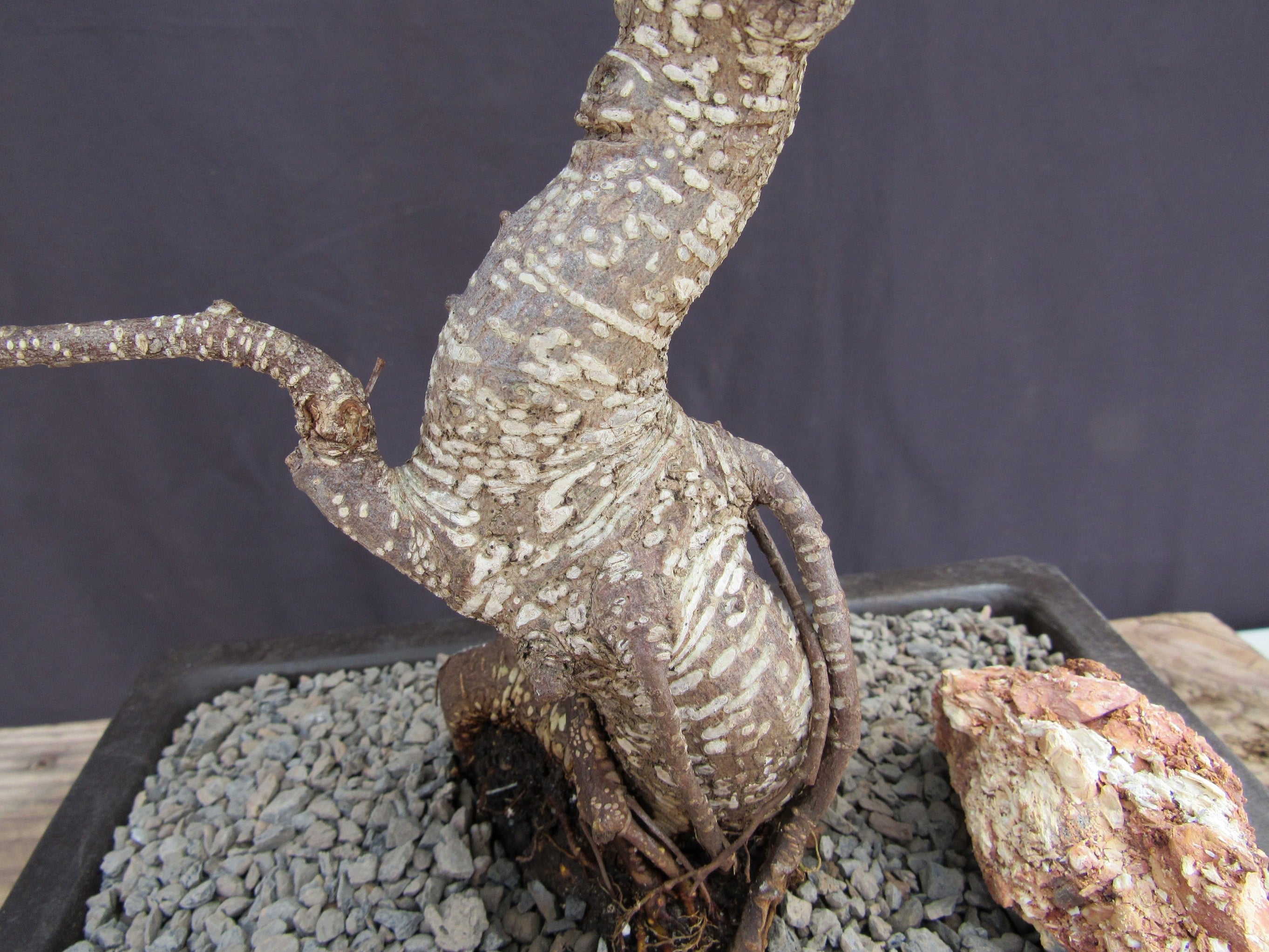 Extra Large Ficus Retusa Bonsai Tree - Curved Trunk Style