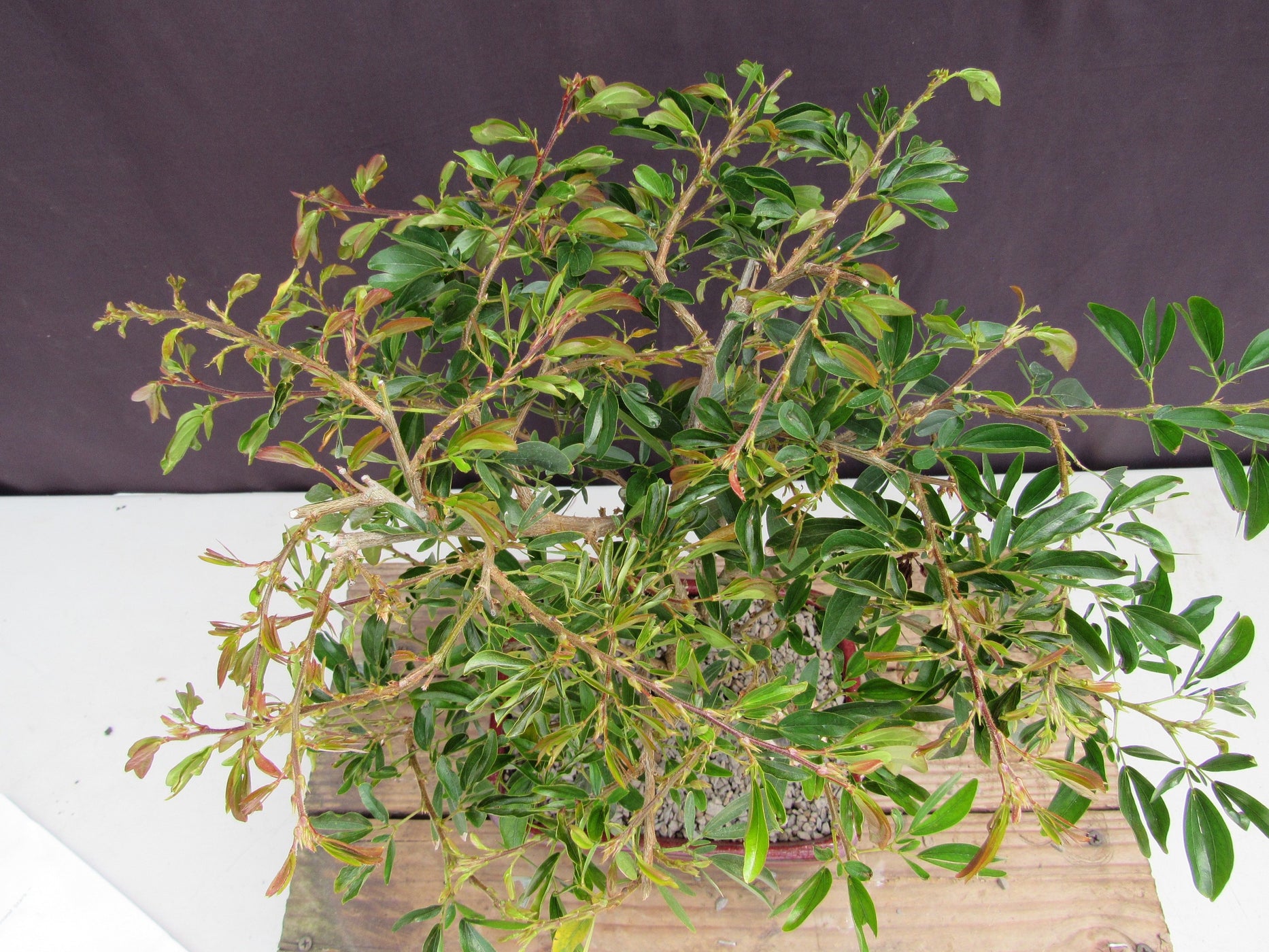 Flowering Red Dwarf Powder Puff Bonsai Tree