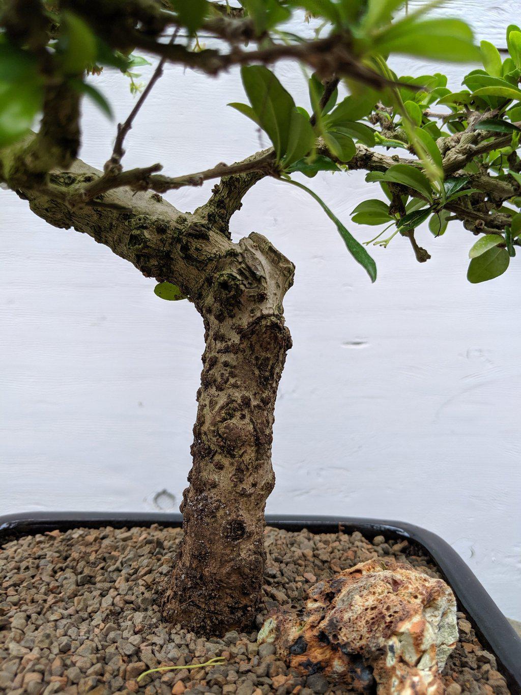 Fukien Tea Bonsai Tree - Informal Upright Style