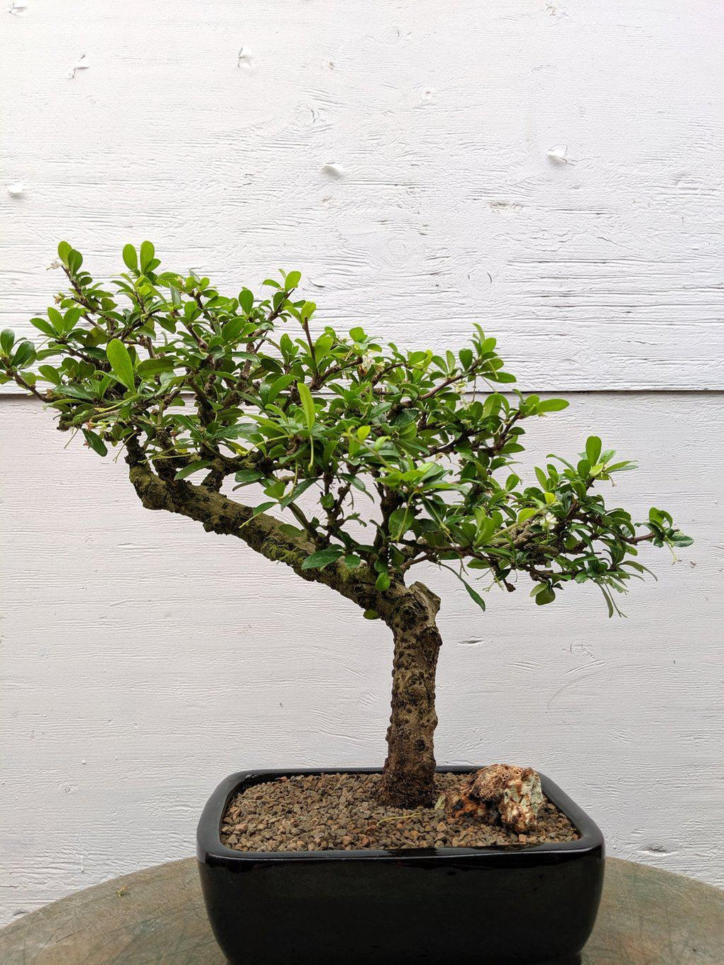 Fukien Tea Bonsai Tree - Informal Upright Style