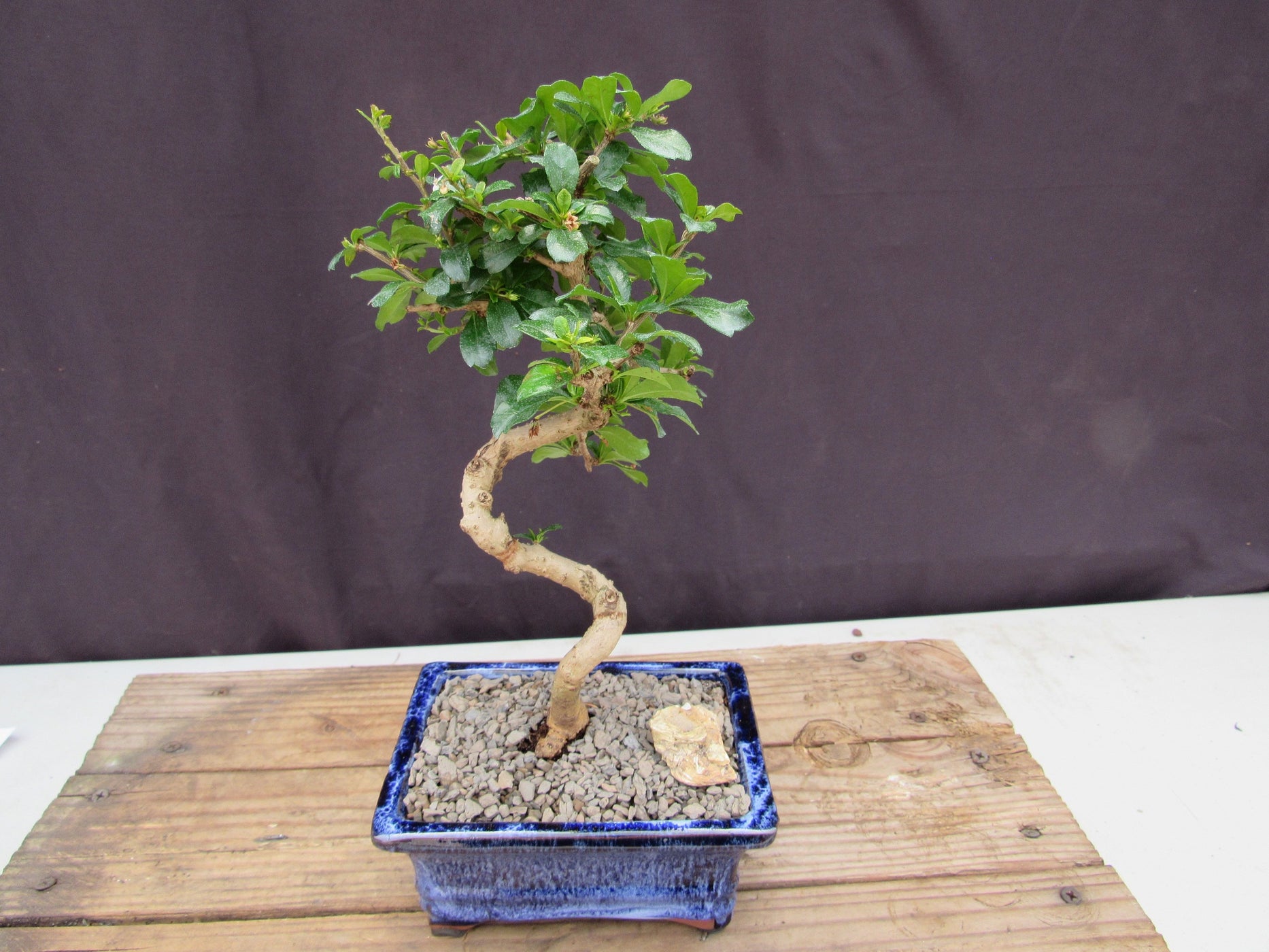 Fukien Tea Bonsai Tree - Small Curved Trunk Style