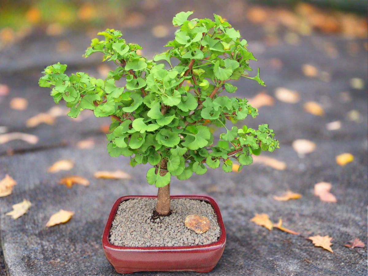 Ginkgo Bonsai Tree - Large