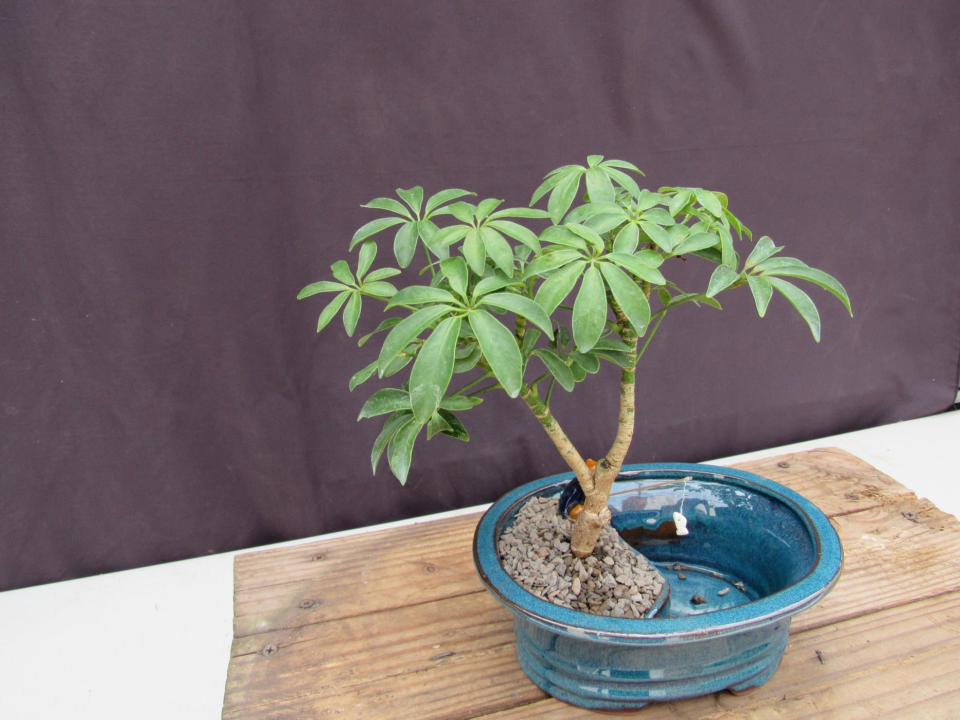 Hawaiian Umbrella Land and Water Bonsai Tree