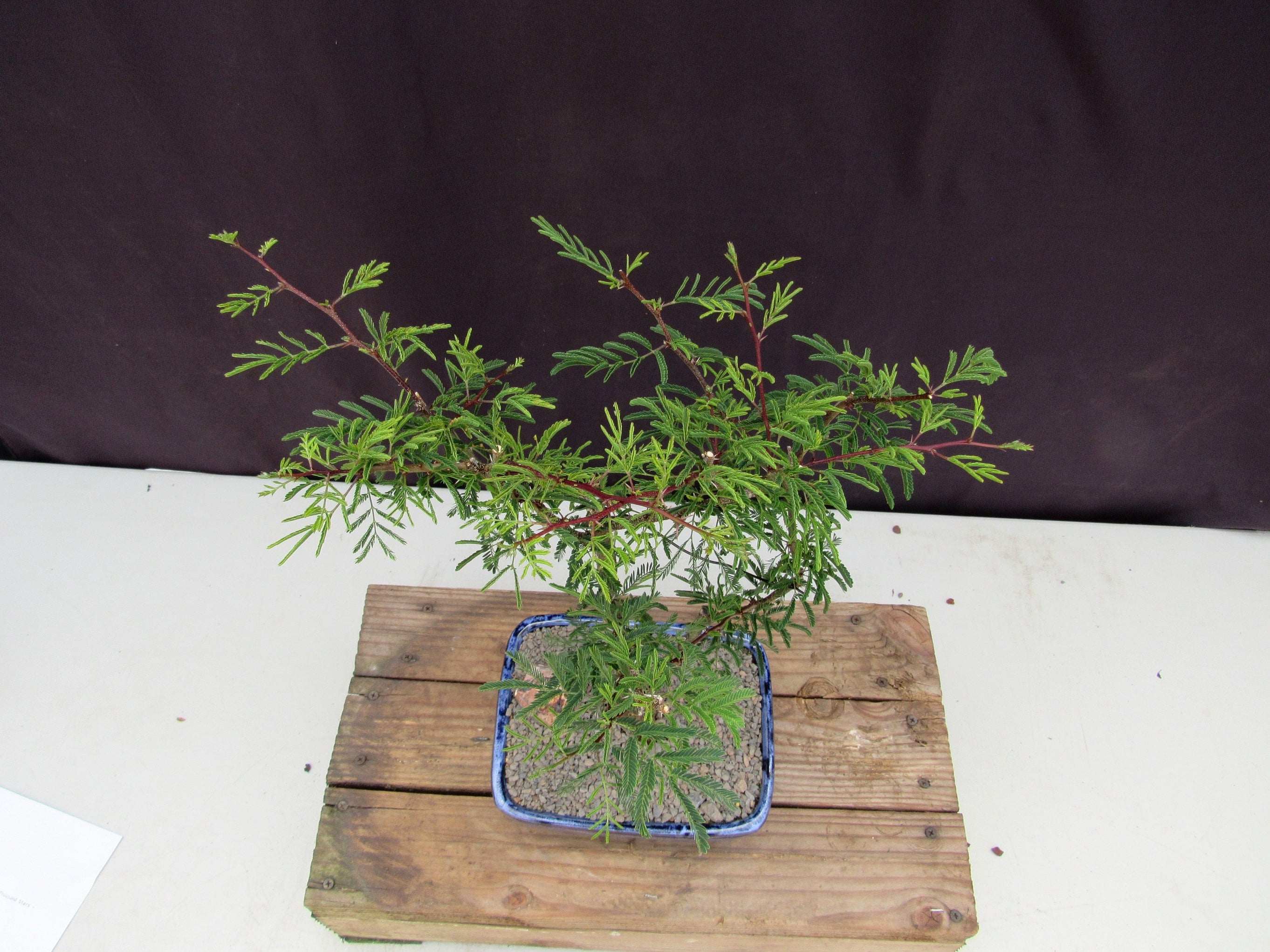 Large Flowering Brazilian Raintree Bonsai Tree