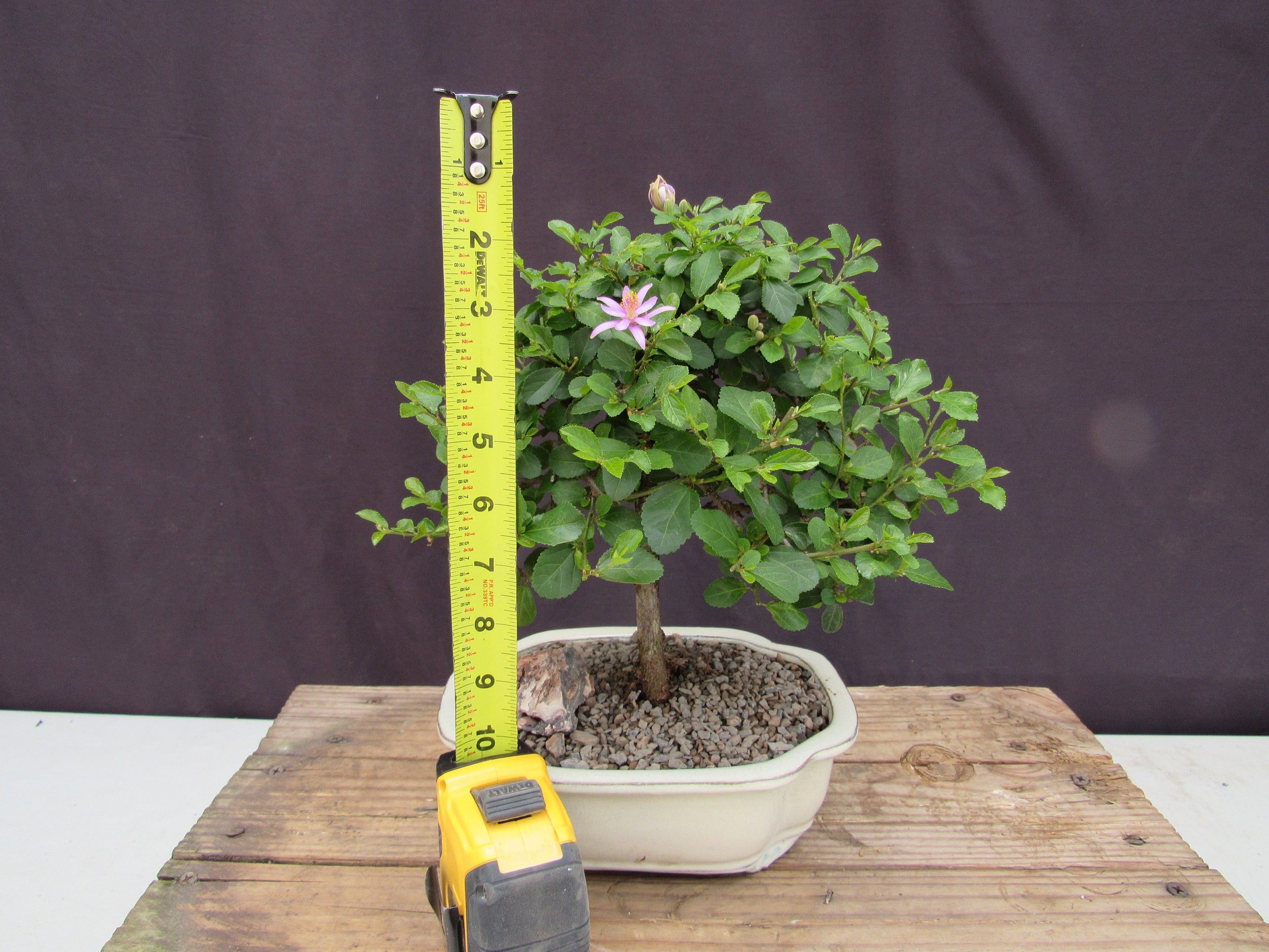 Lavender Star Flower Bonsai Tree - Large
