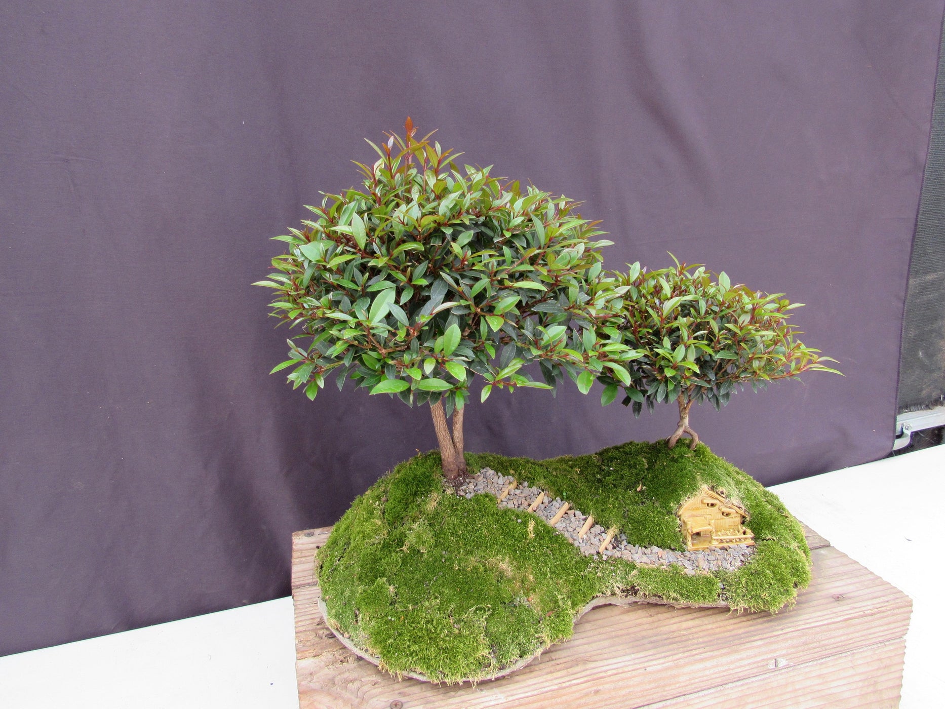 Bonsai Trees For Sale & Bonsai Care Info