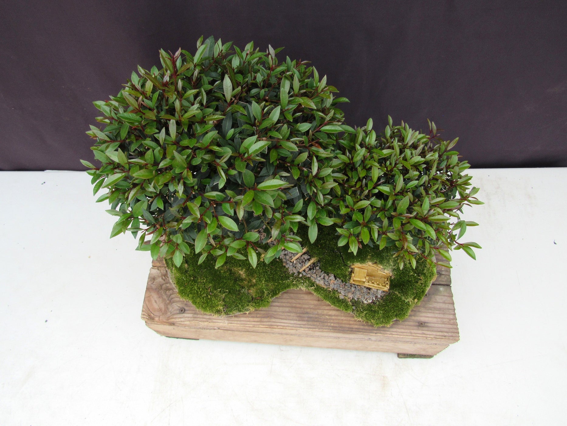 Bonsai Trees For Sale & Bonsai Care Info