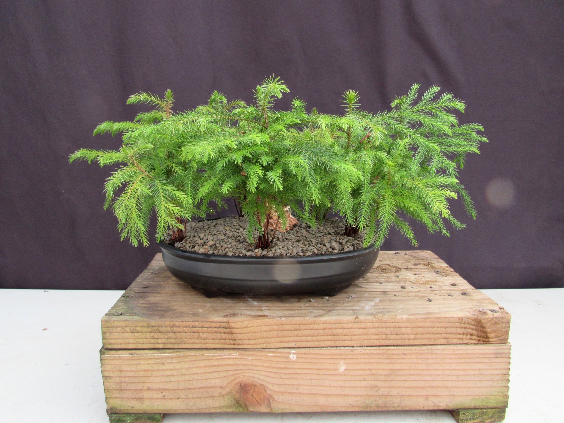 Norfolk Island Pine 5 Tree Forest Bonsai Tree