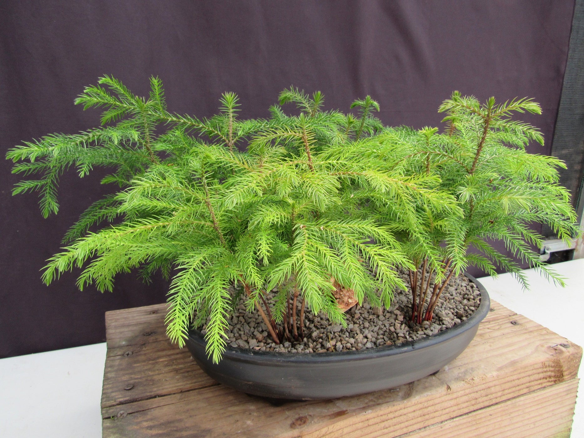 Norfolk Island Pine 5 Tree Forest Bonsai Tree