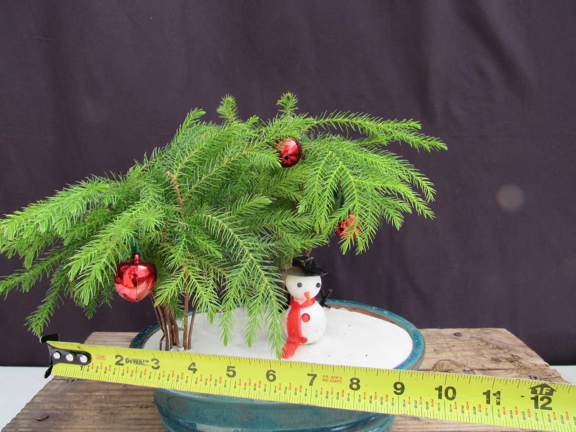 Norfolk Island Pine Christmas Scene Bonsai Tree