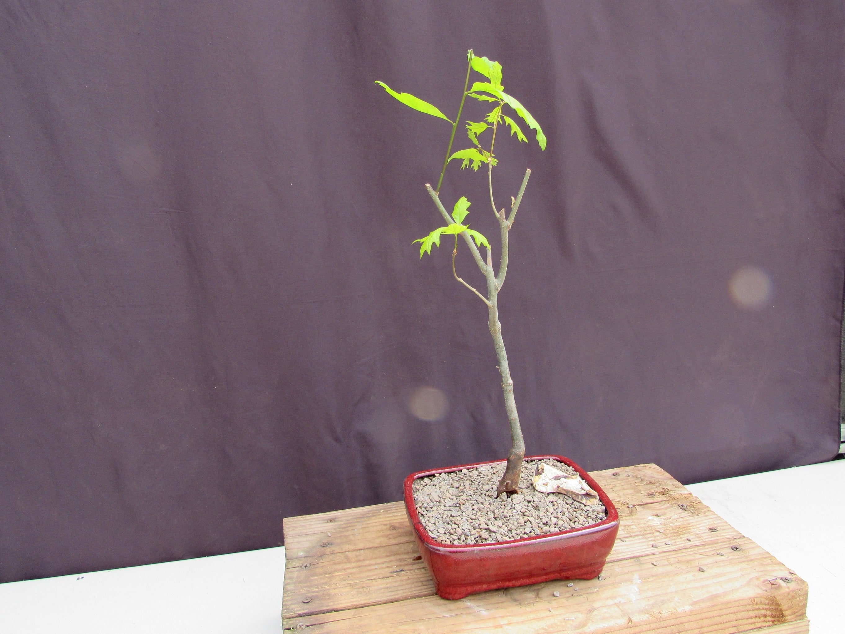 Pin Oak Bonsai Tree