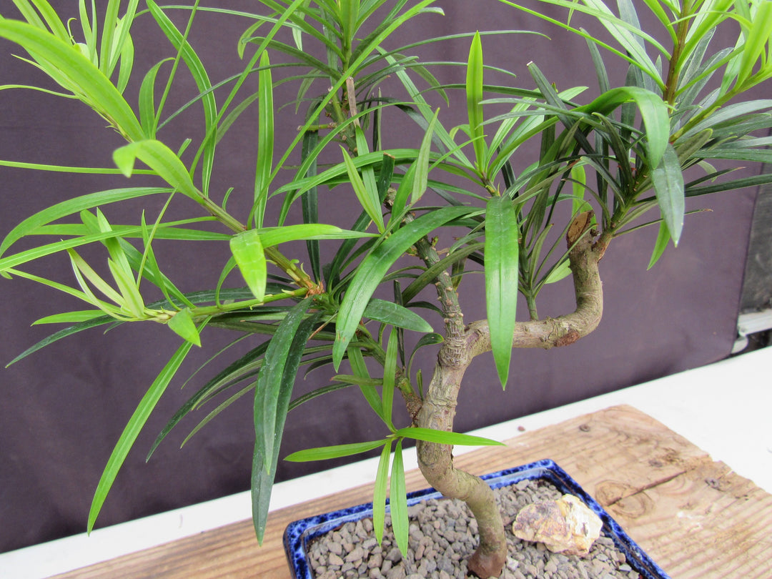 Podocarpus Bonsai Tree Small Curved Trunk Style