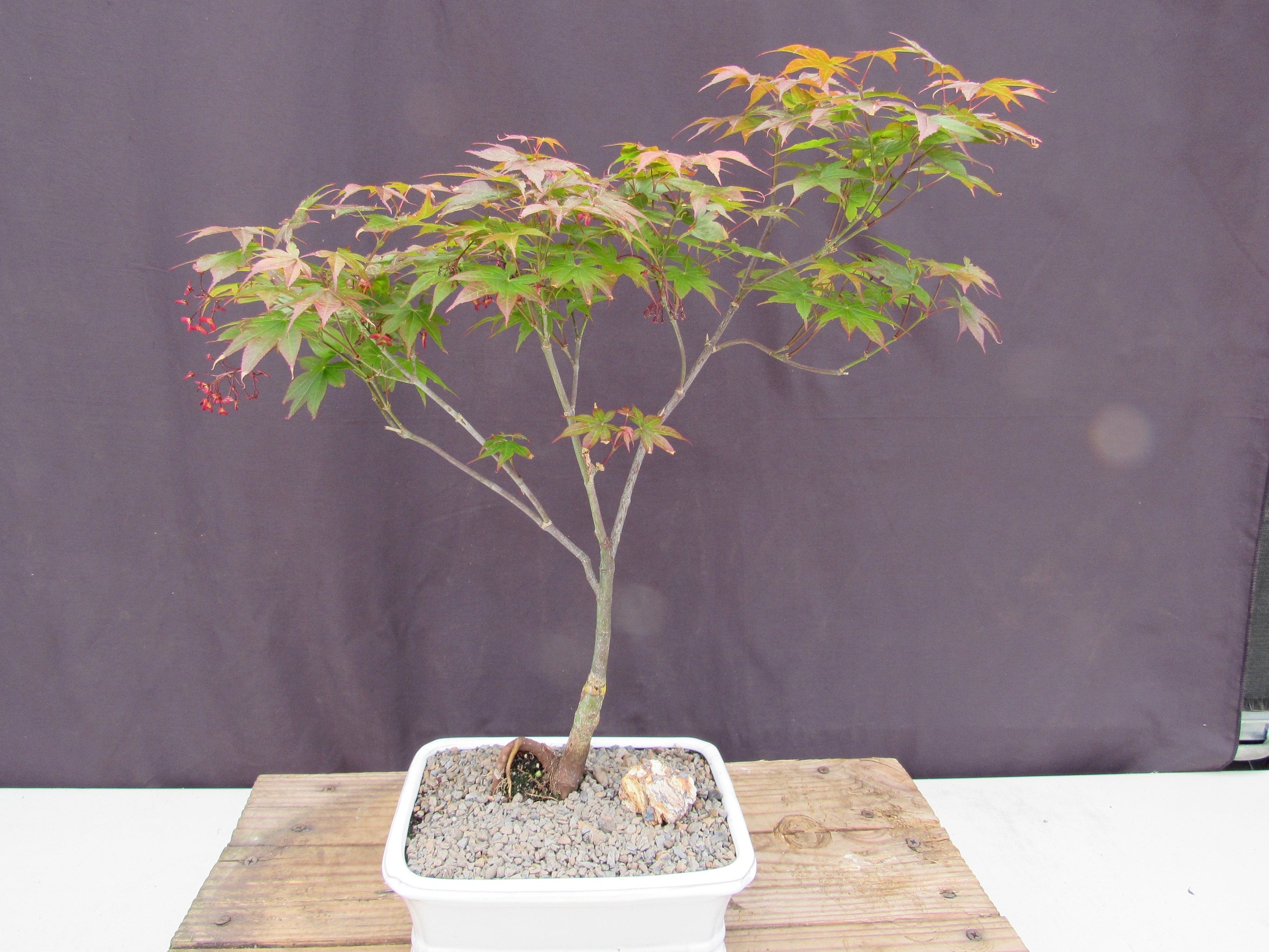 Rhode Island Red Japanese Maple Bonsai Tree