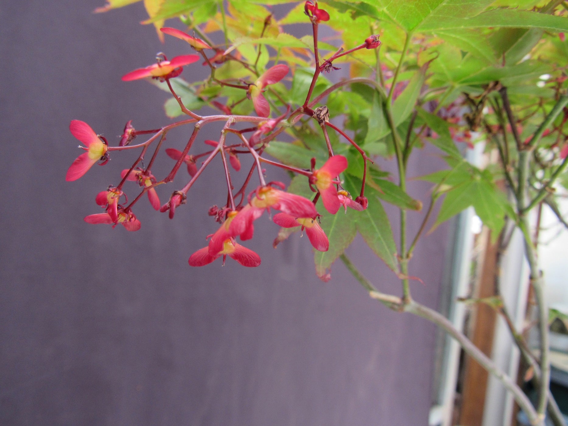 Rhode Island Red Japanese Maple Bonsai Tree