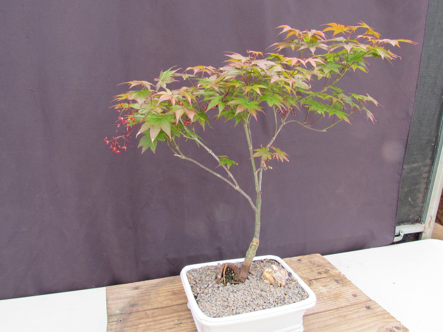 Rhode Island Red Japanese Maple Bonsai Tree