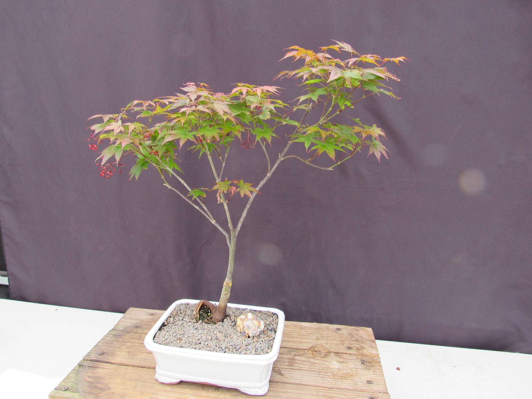 Rhode Island Red Japanese Maple Bonsai Tree
