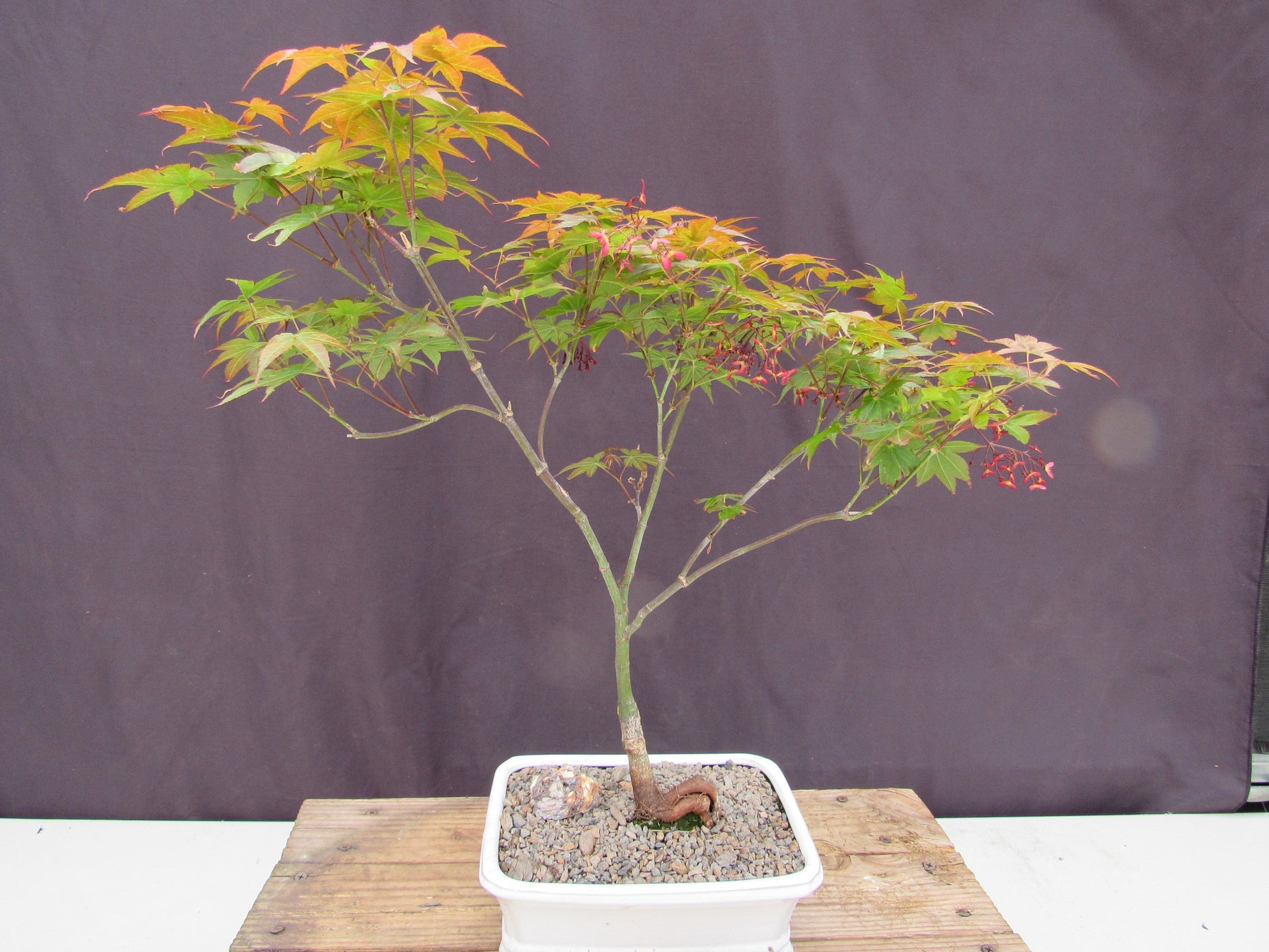 Rhode Island Red Japanese Maple Bonsai Tree