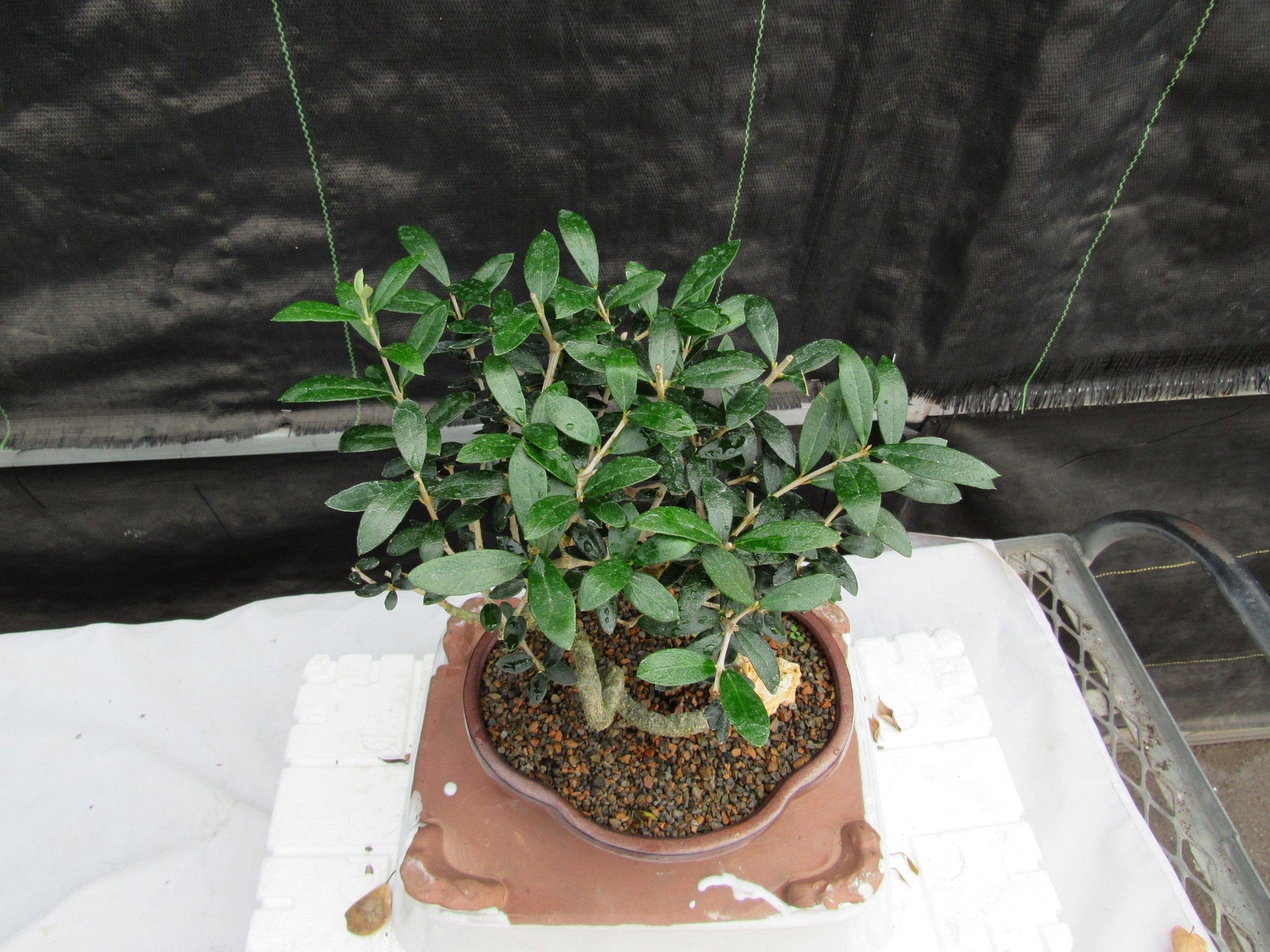 21 Year Old European Olive Bonsai Tree Literati Style Specimen