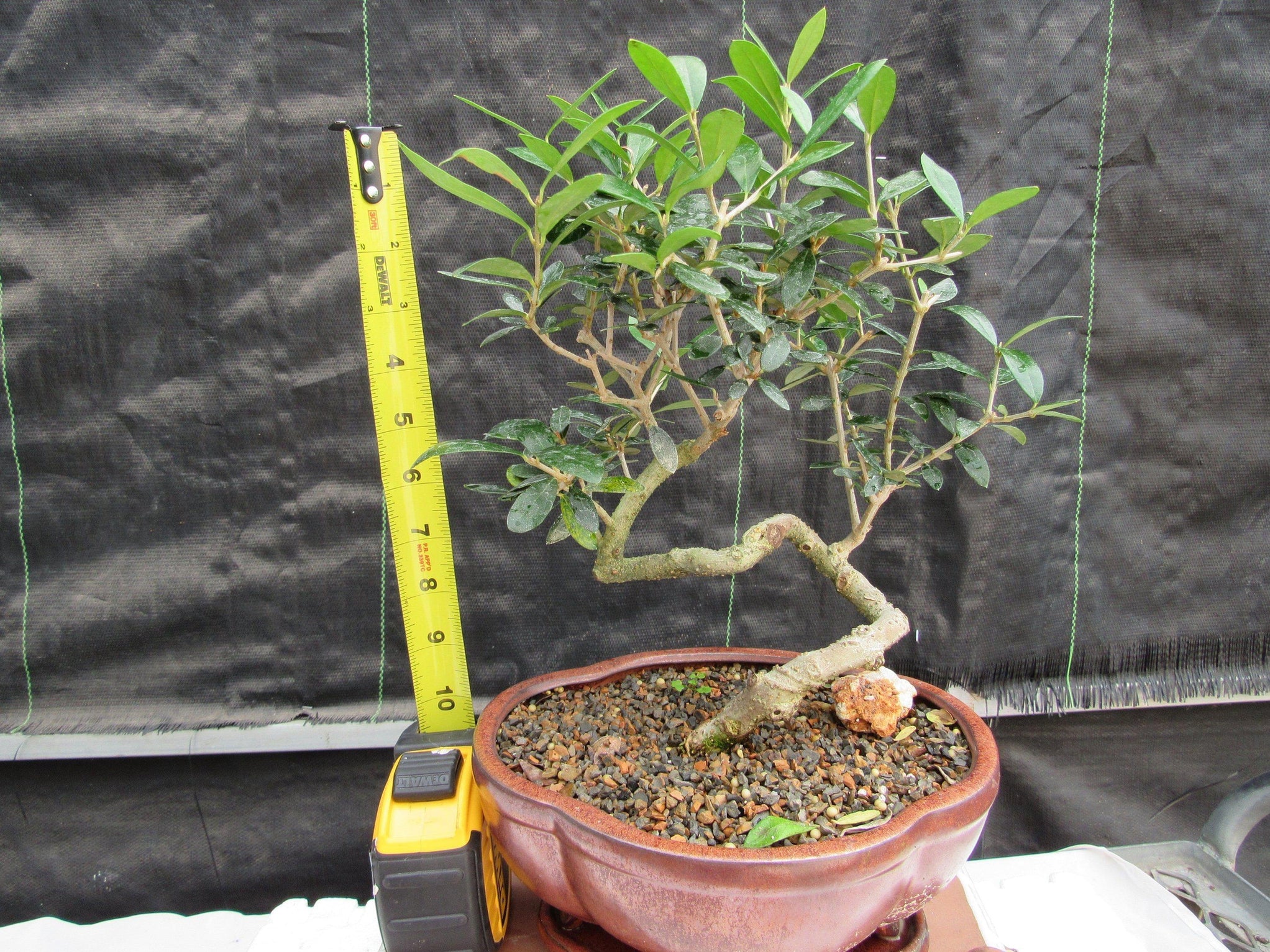 21 Year Old European Olive Literati Style Specimen Bonsai Tree