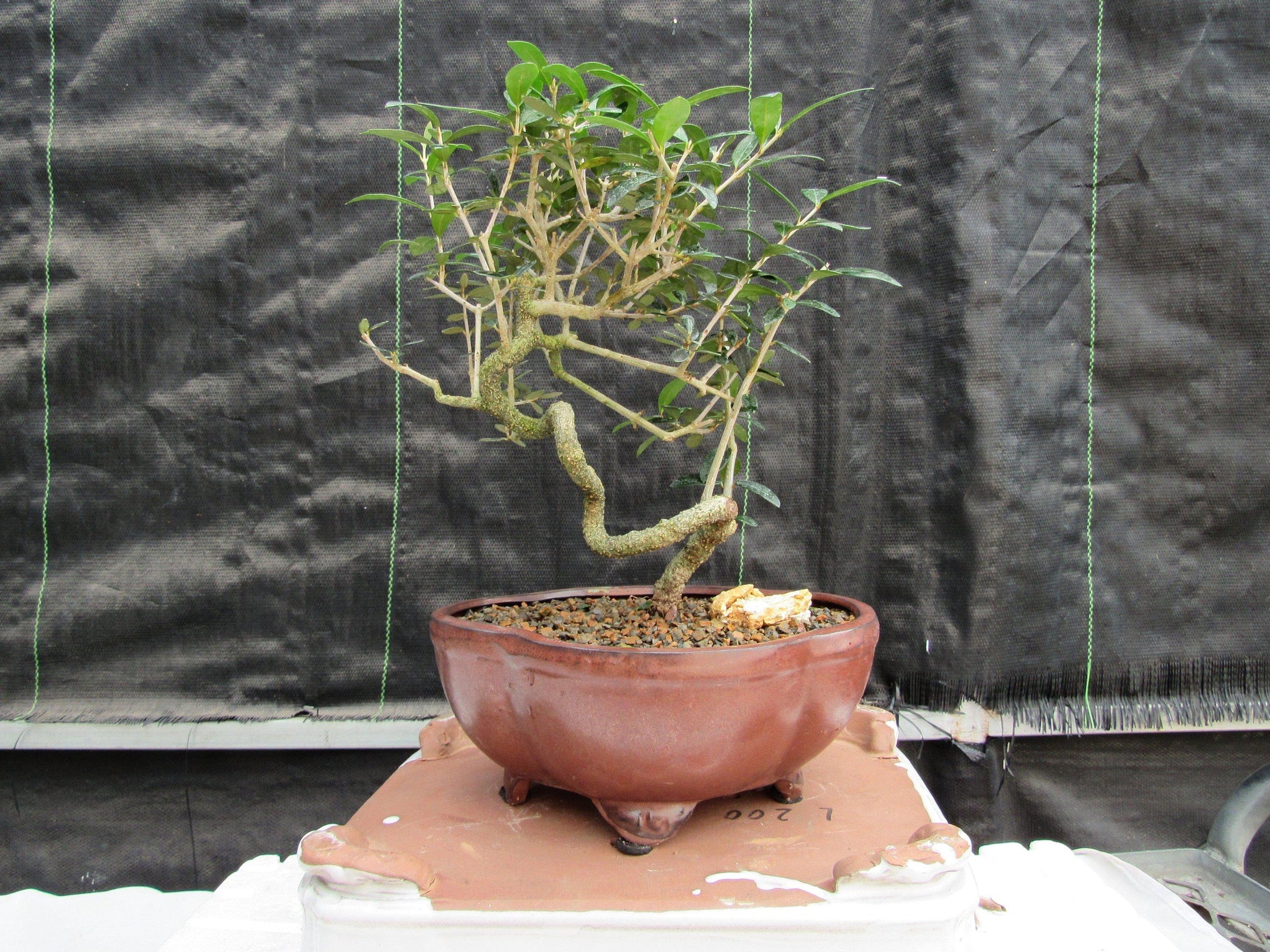 21 Year Old European Olive Bonsai Tree Literati Style Specimen