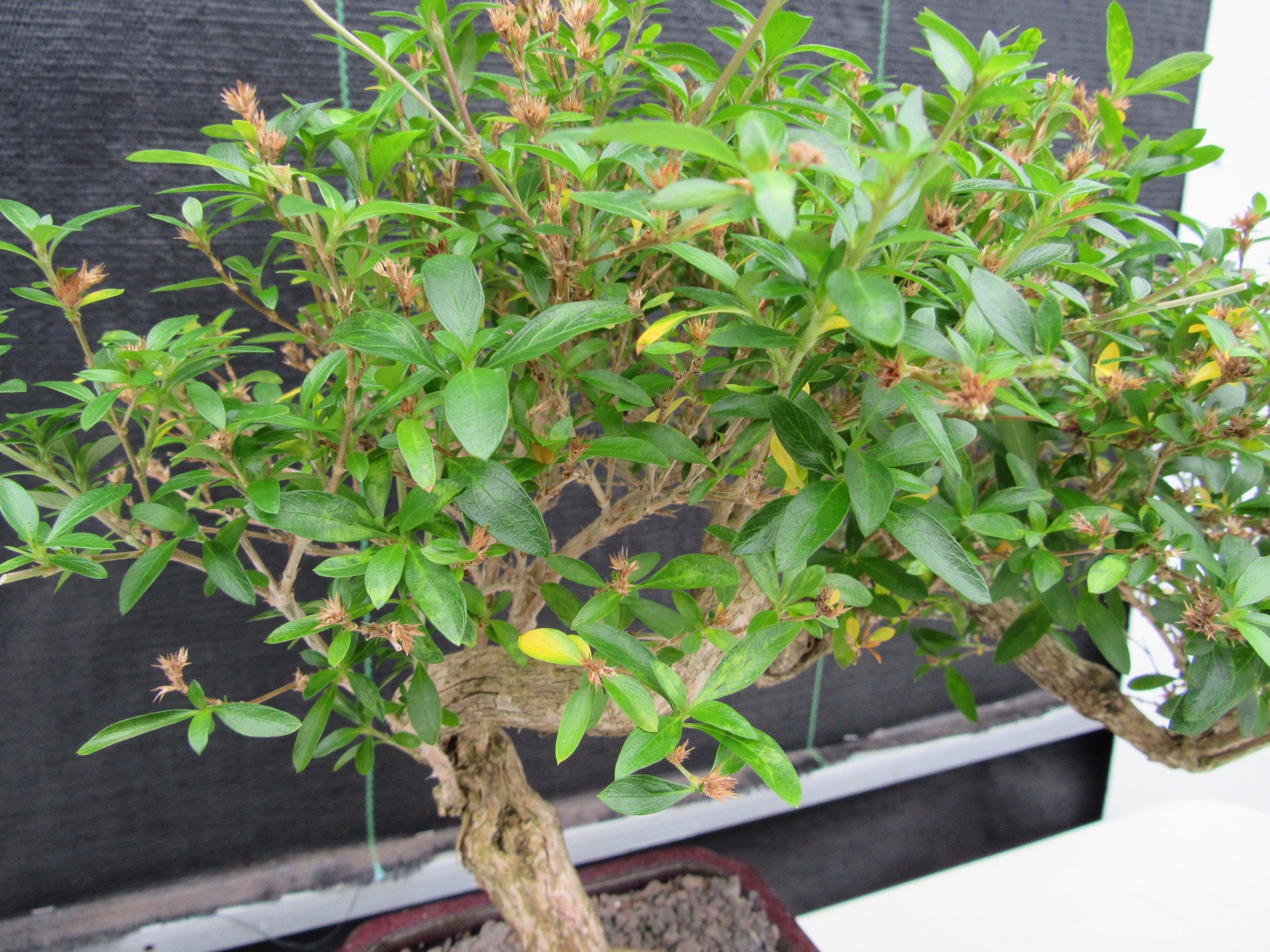 21 Year Old Thousand Star Serissa Flowering Semi Cascade Specimen Bons