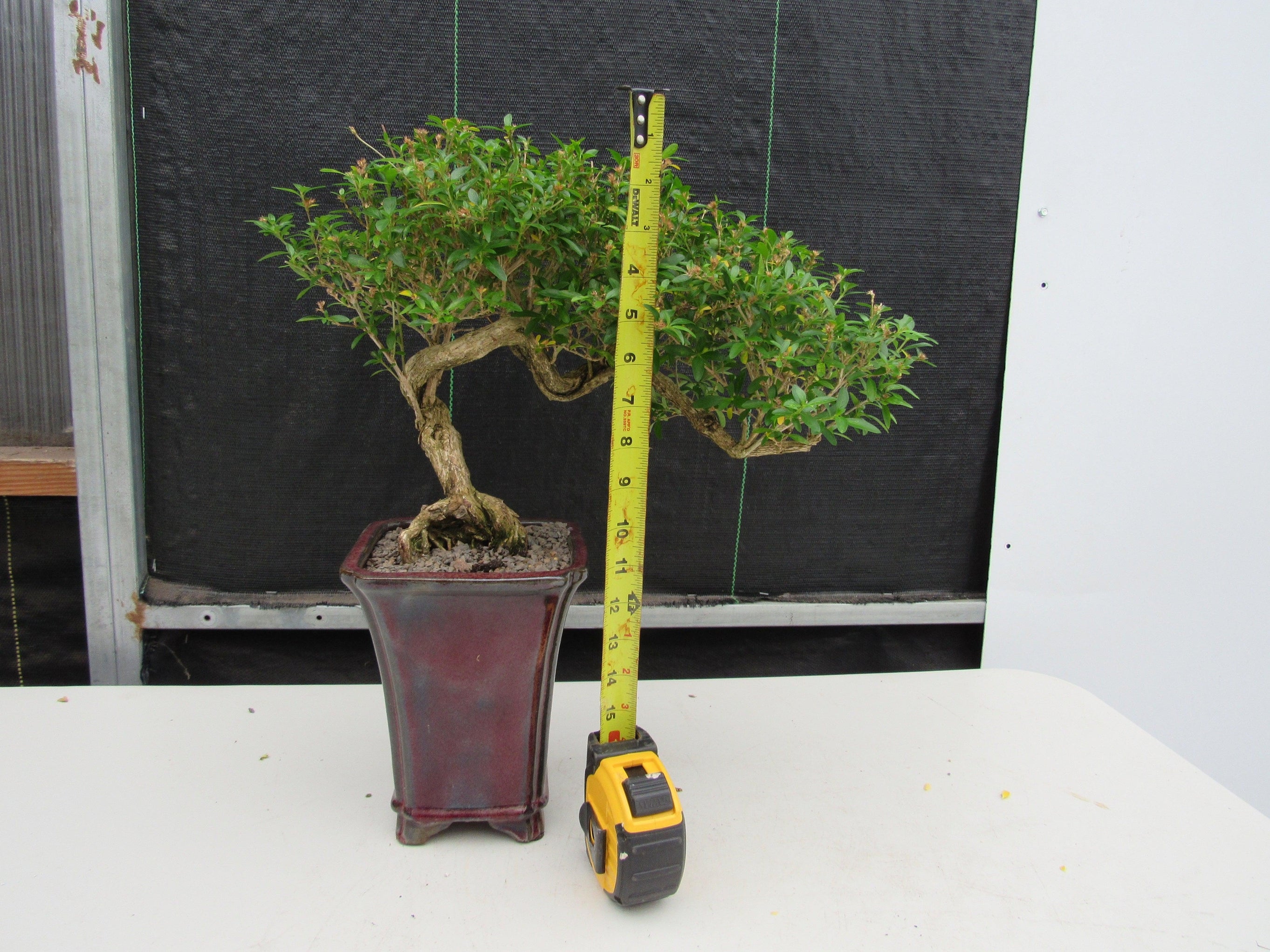 21 Year Old Thousand Star Serissa Flowering Semi Cascade Specimen Bons