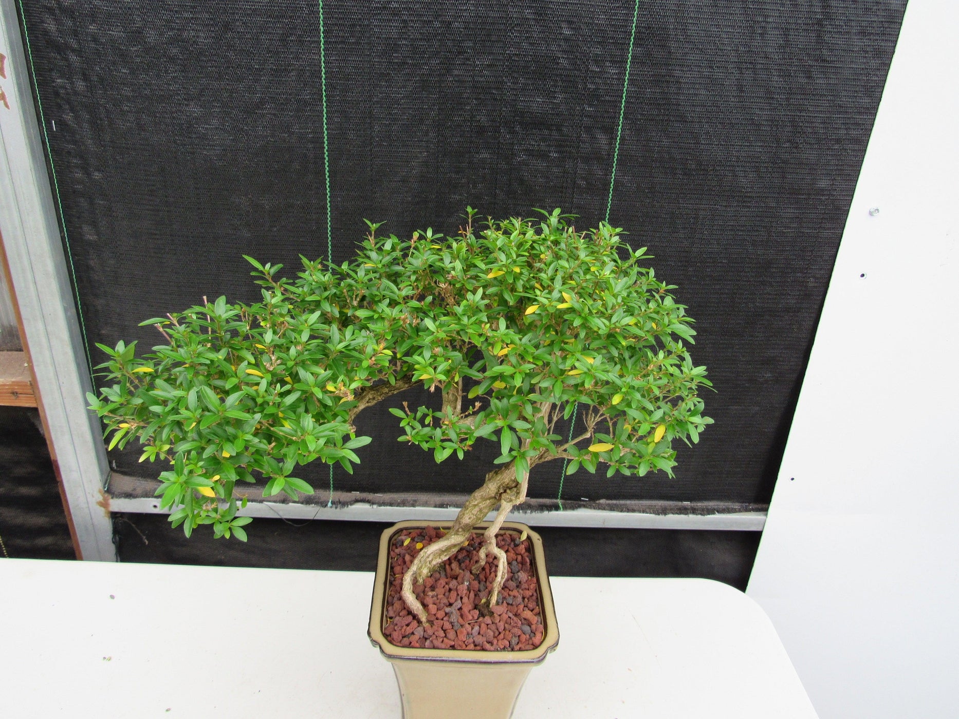 21 Year Old Thousand Star Serissa Flowering Semi Cascade Specimen Bons