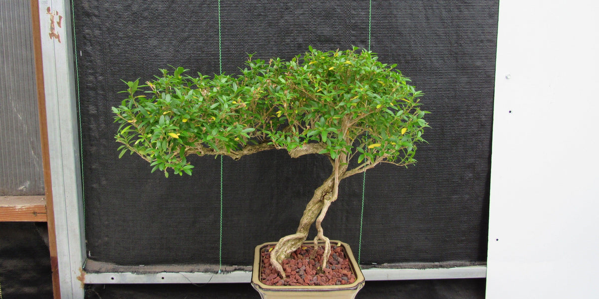 21 Year Old Thousand Star Serissa Flowering Semi Cascade Specimen Bons